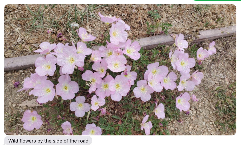 Wildflowers by the Side of the Road
