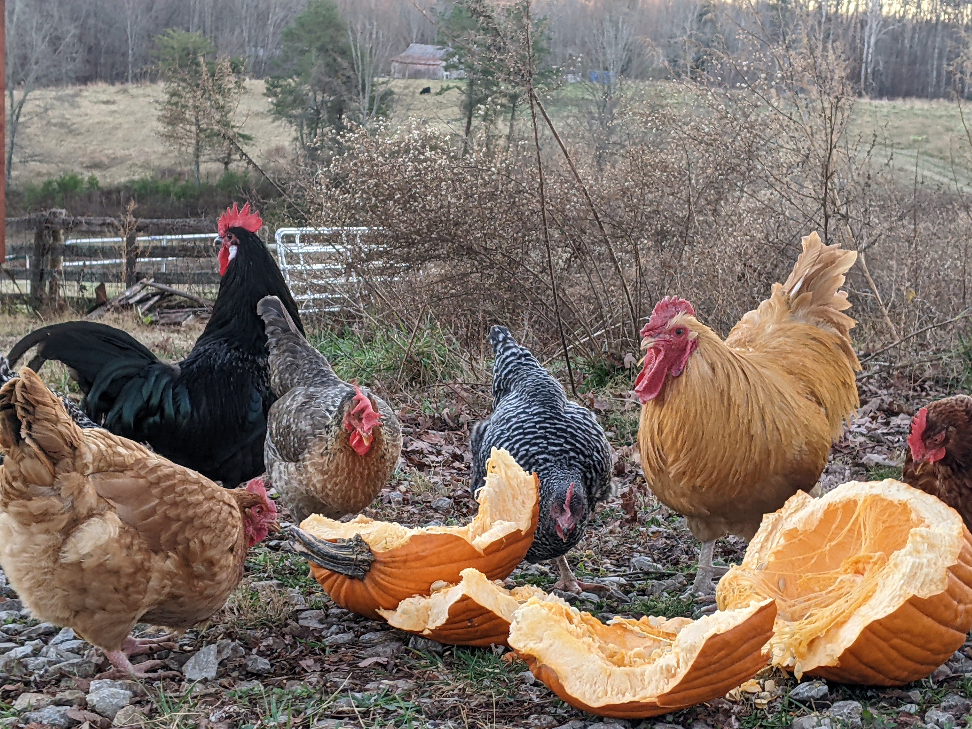 Don't Be Sheepish About Snacks - by AC Shilton