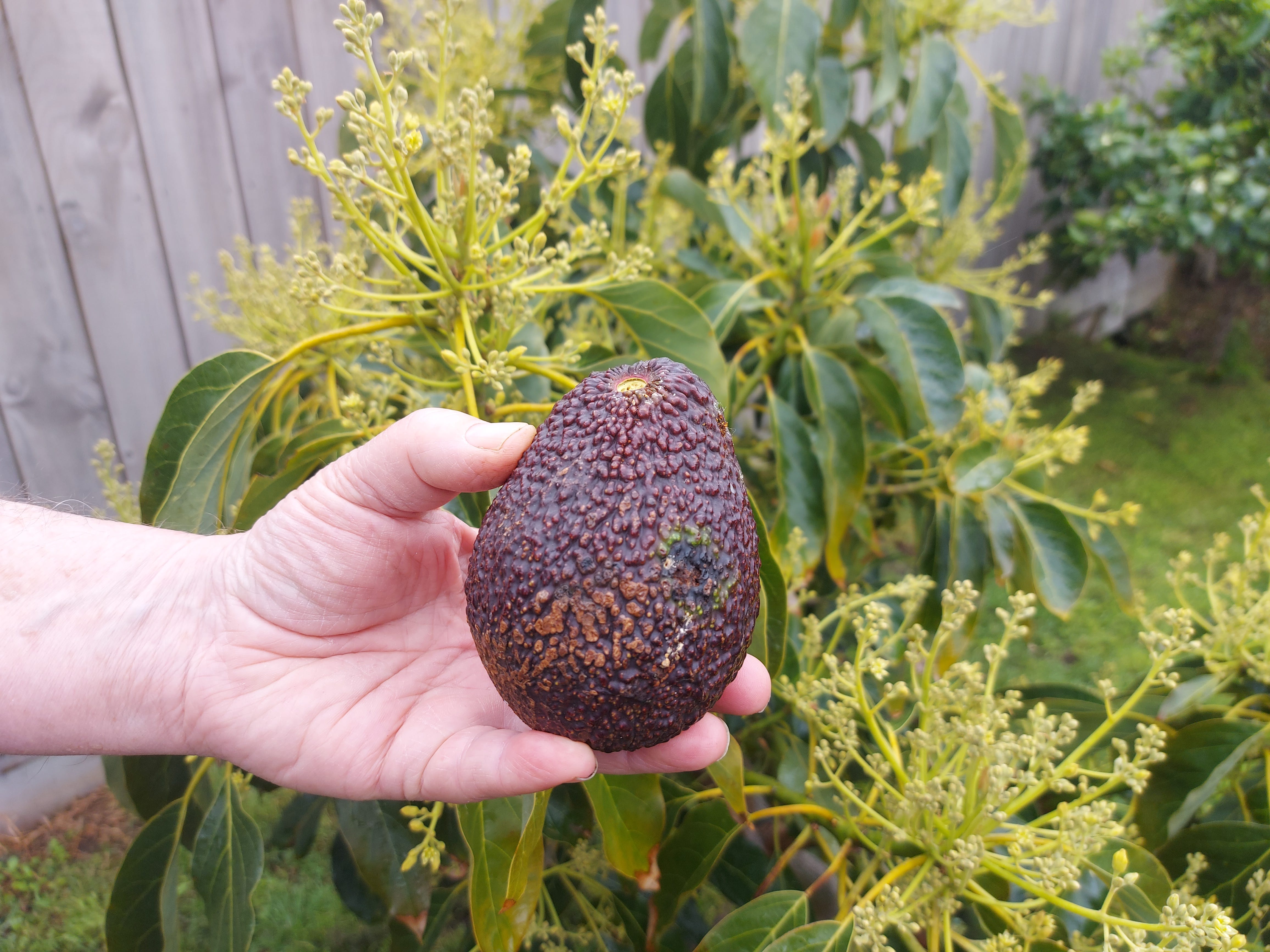 The Seed Disperser | Kereru Publishing | Substack