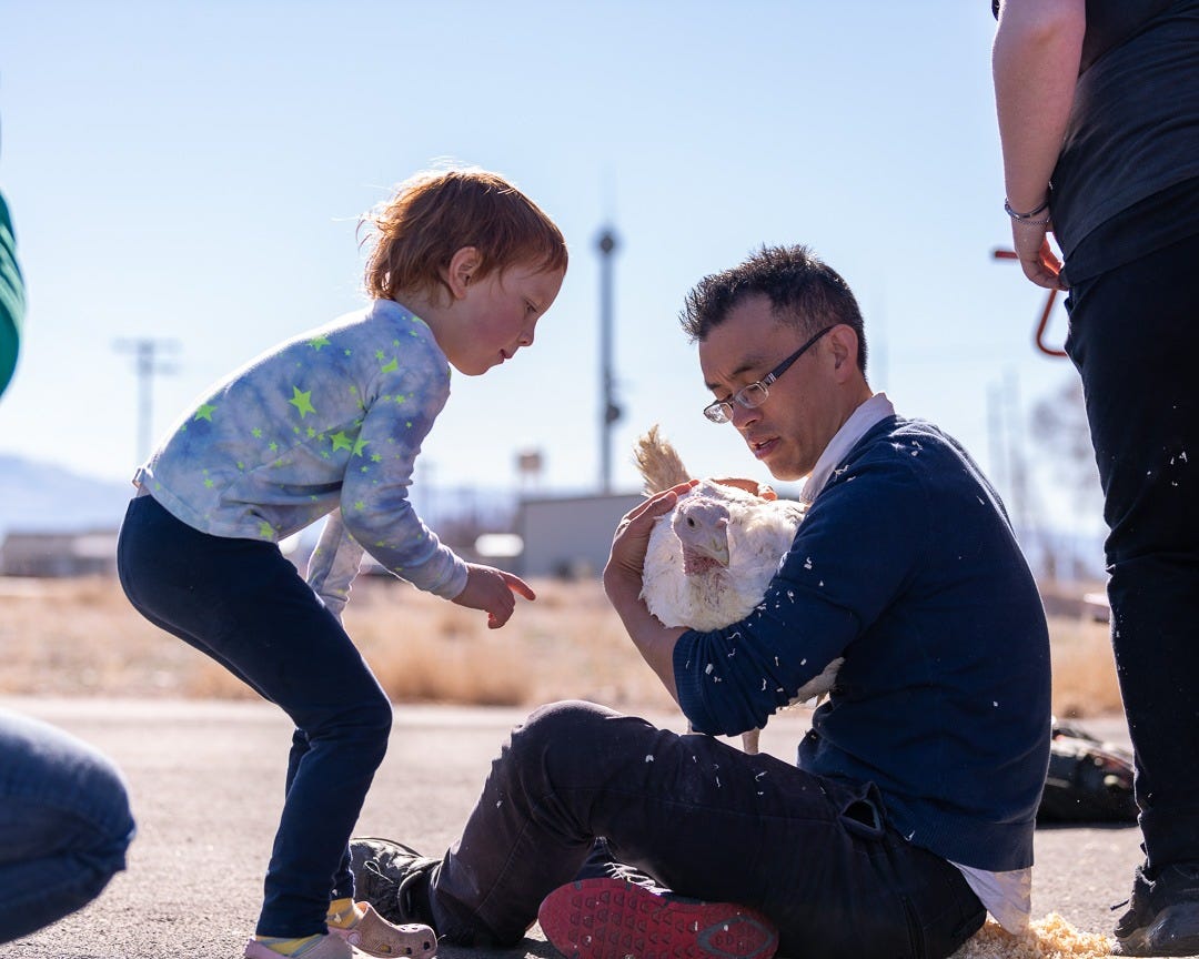 Three contrasts at this week's turkey rescue