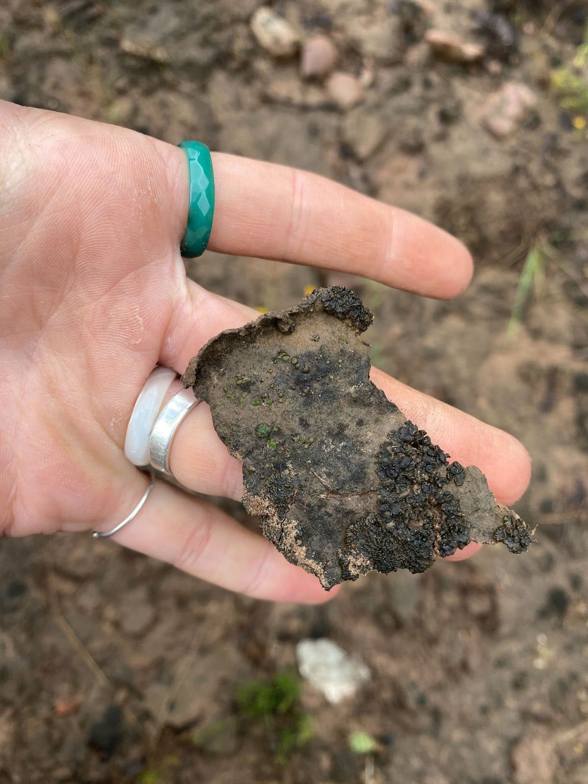 a walk with Botanists - by Cecilia - Geology (summarized)