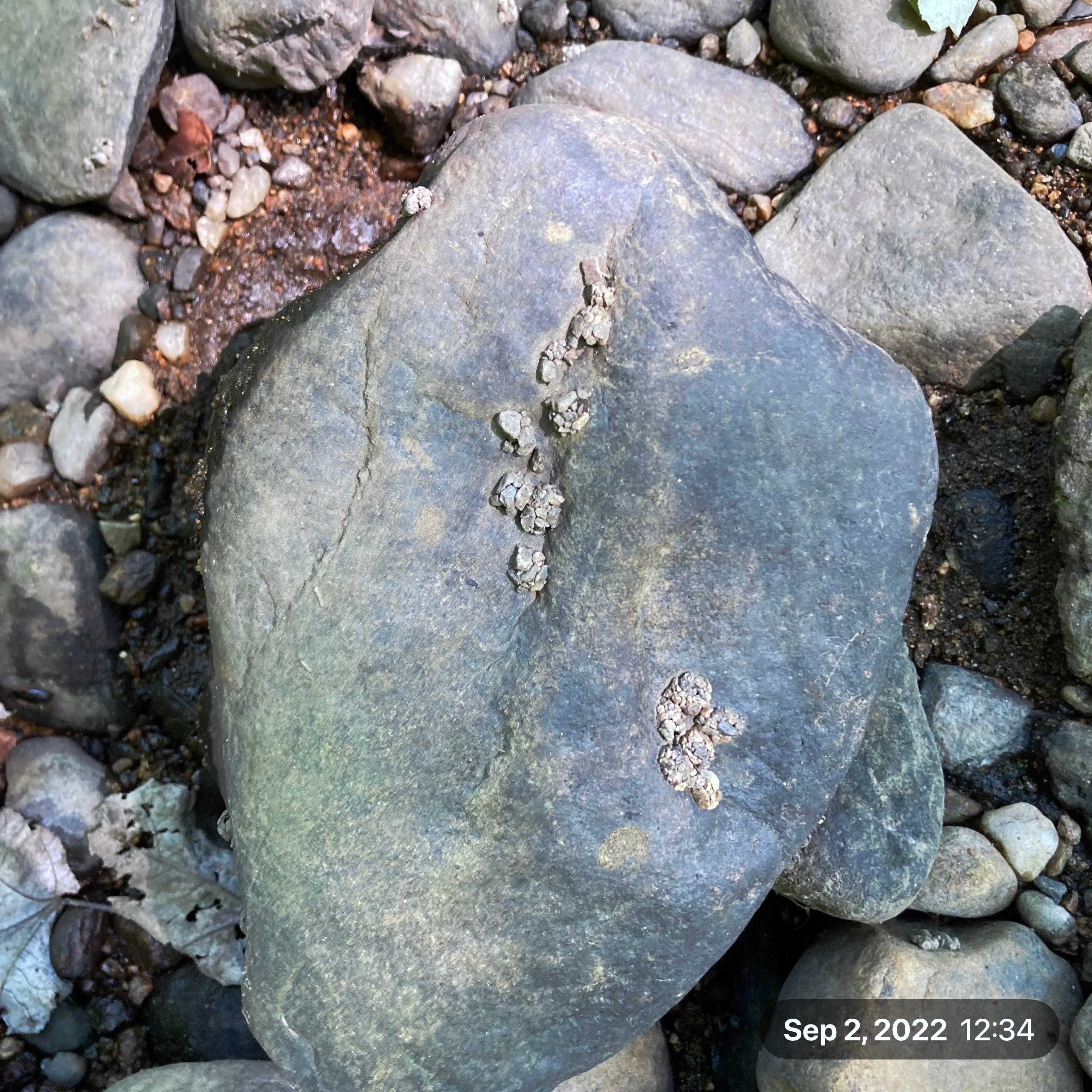 Pootatuck Stream Assessment - The Earthmonk Journal