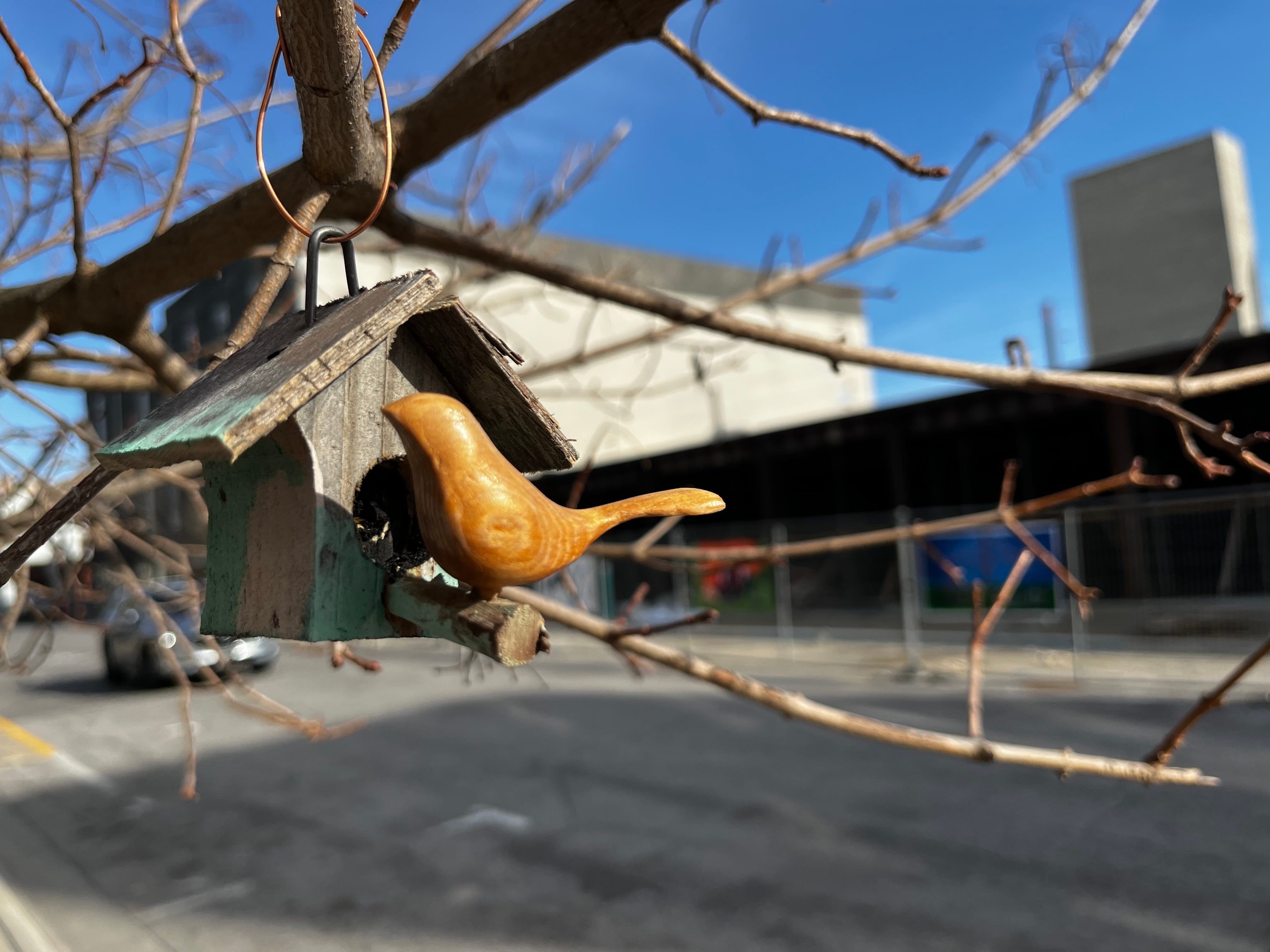 This and that: The return of the downtown birds … and then some