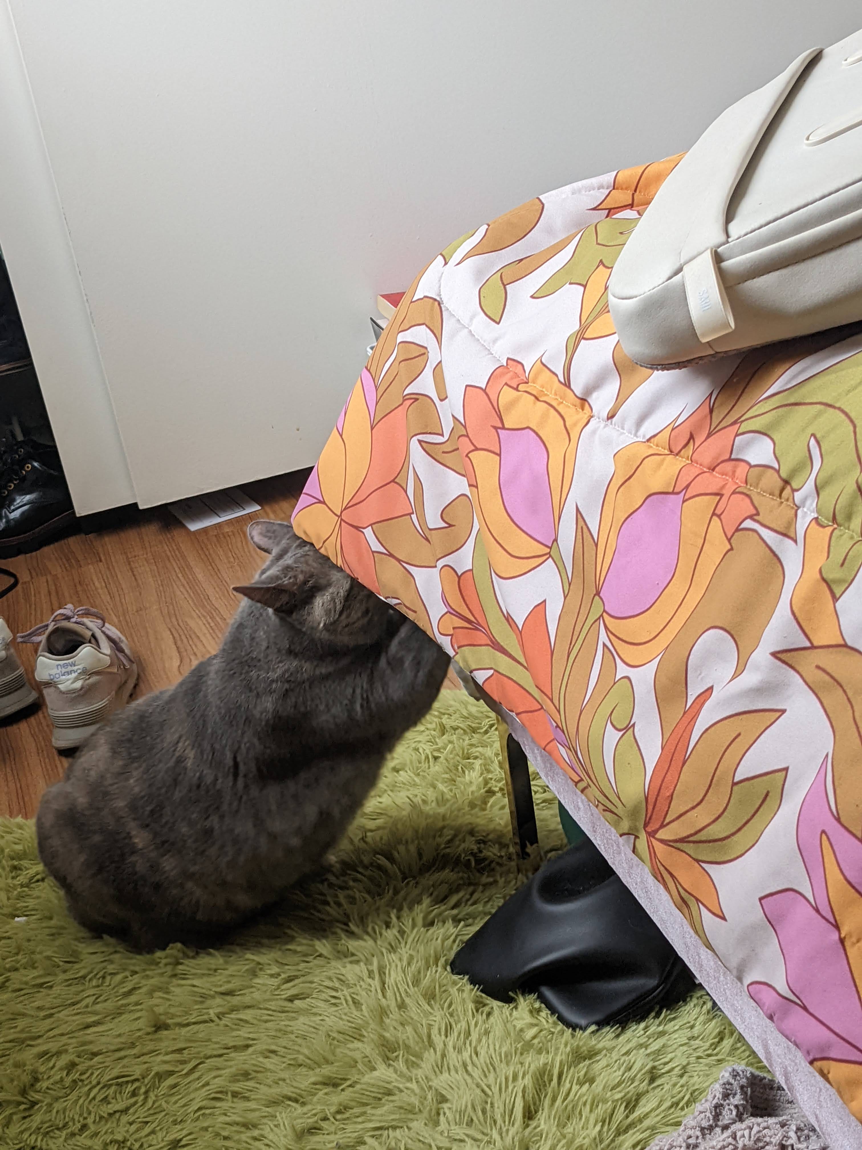 the kris jenner of cats - by Alyson Zetta Williams