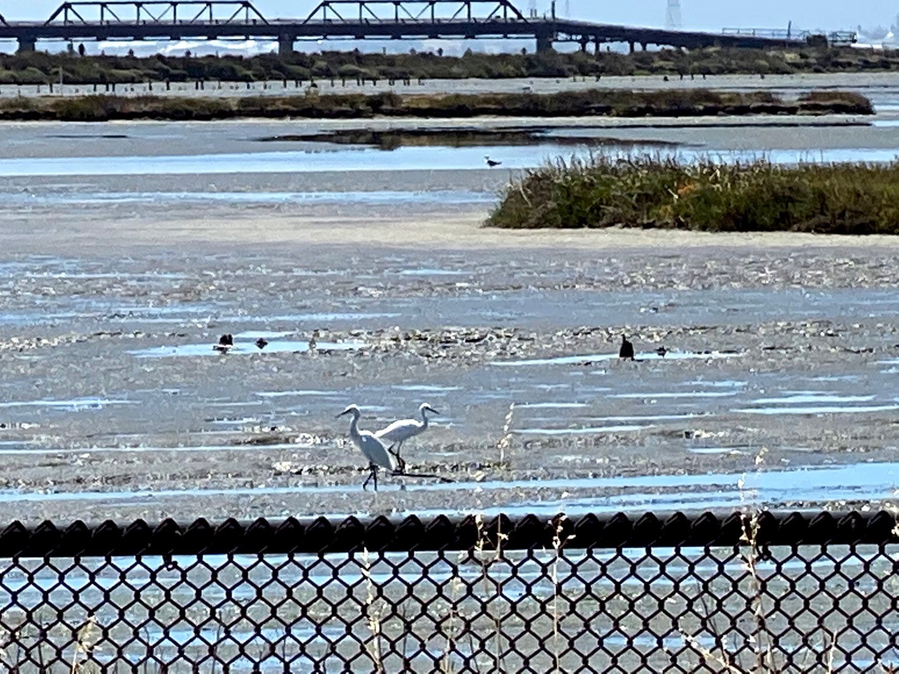 Below Dumbarton Bridge - by Smita Kolhatkar