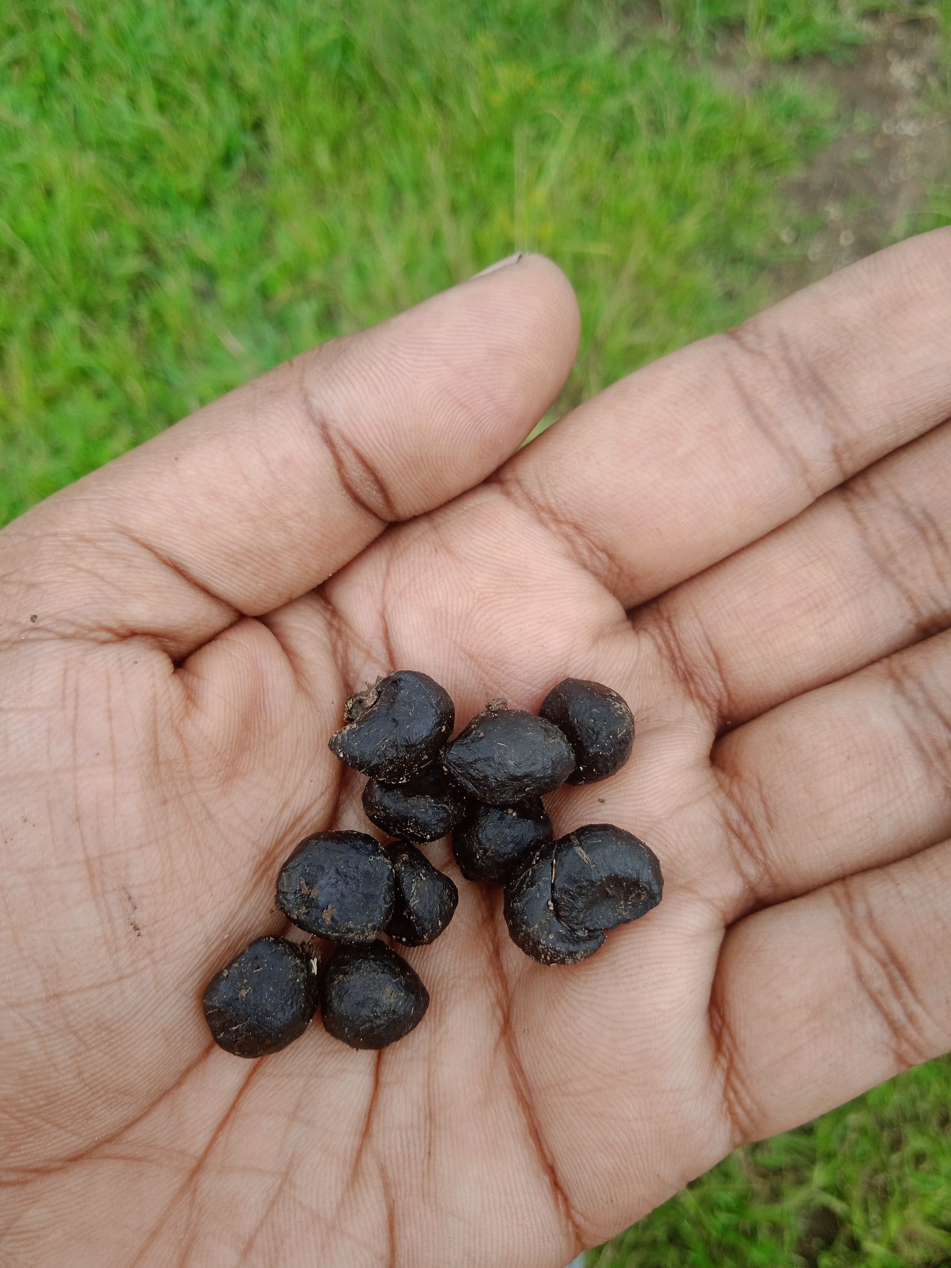 The lllustrated Guide to Eating Goat Potty for Gut Biome Recovery