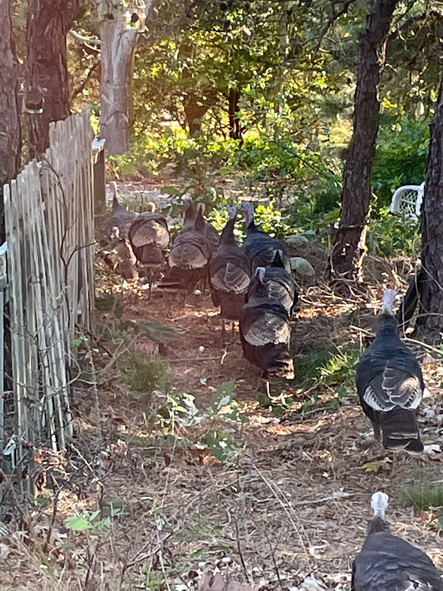 Talking turkey - by Seth Rolbein - A Cape Cod Voice