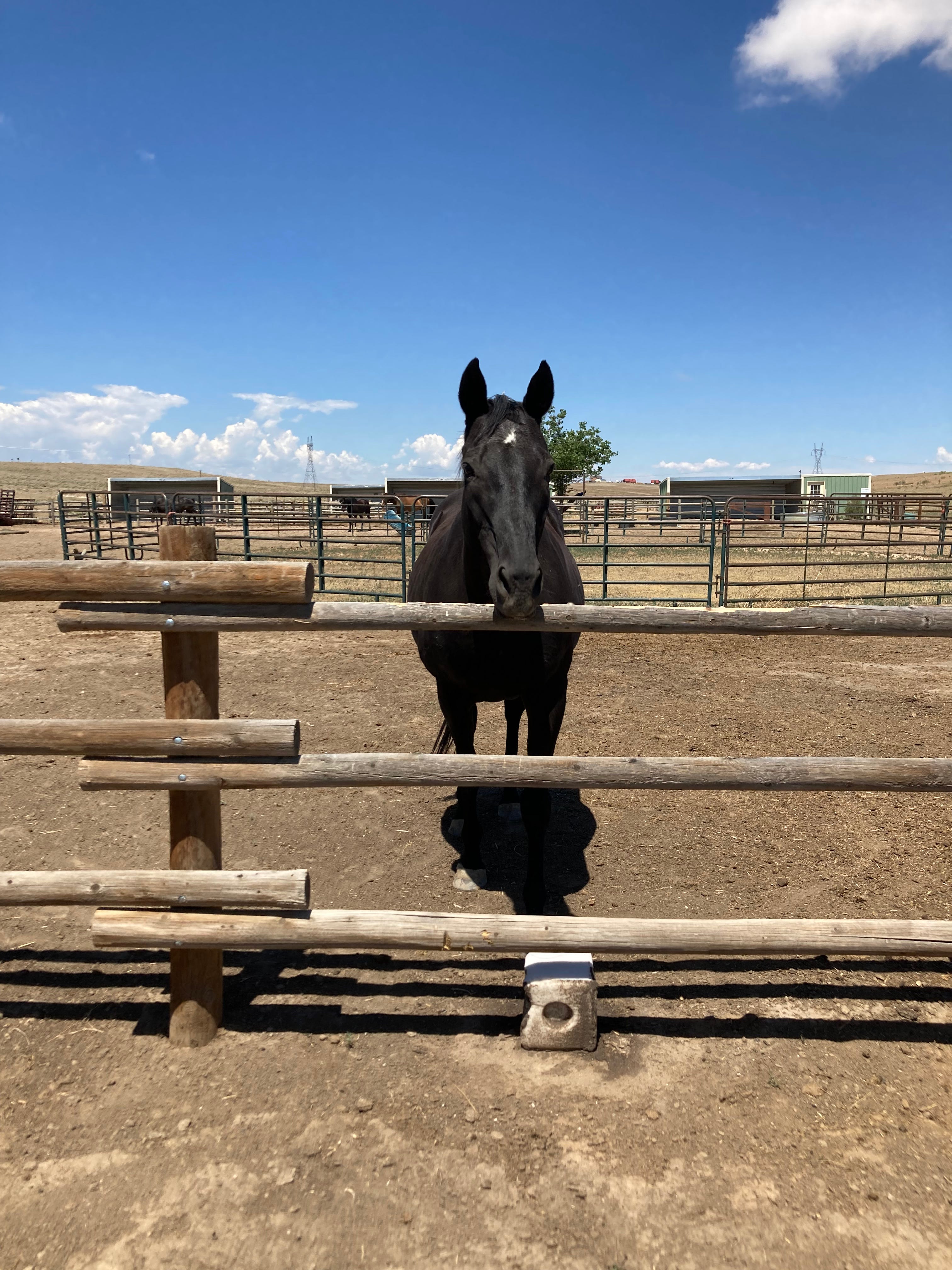 Interviewed by a Horse - by Robin Davis - Robin’s writings