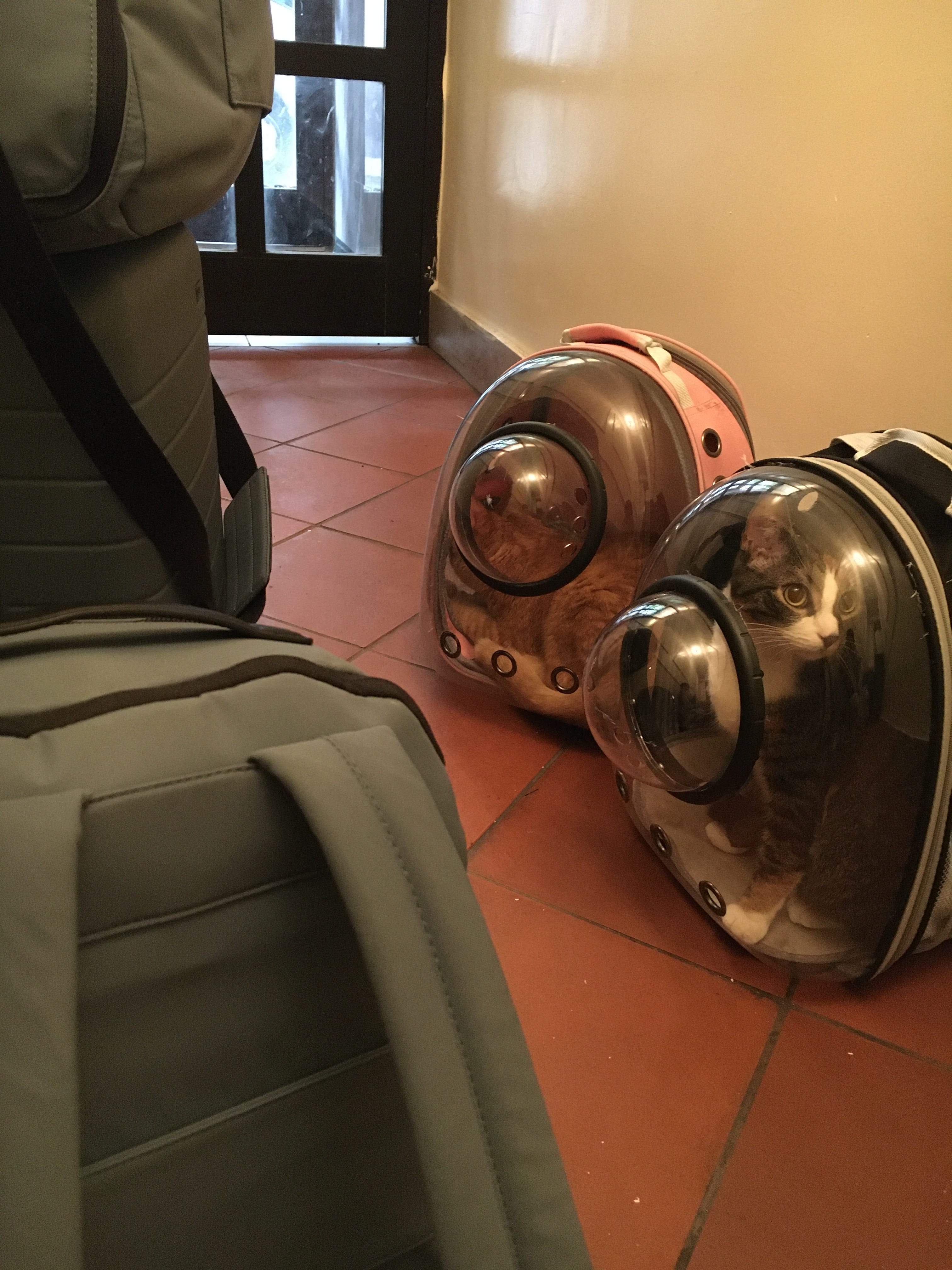 show & tell: to go - by Chloe Cullen - bruh