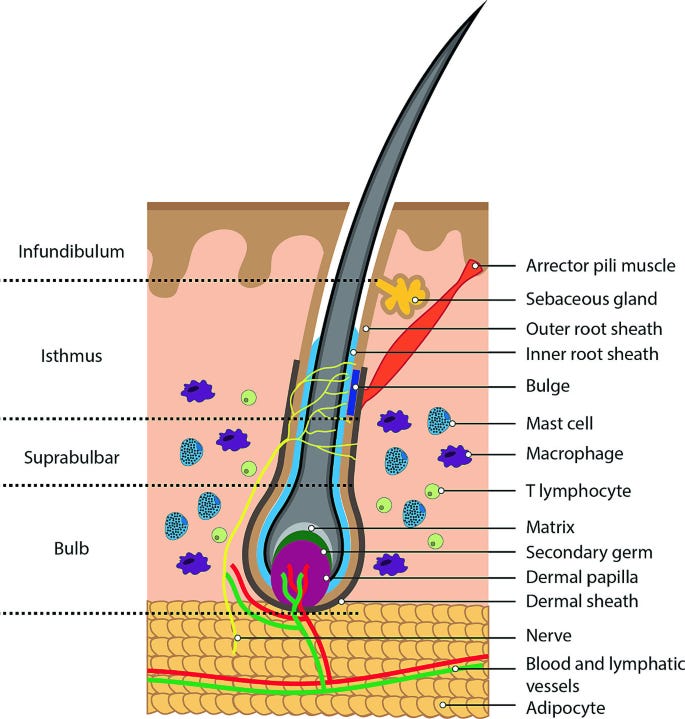 Anatomy of the Hair Follicle - Mesityl Oxide