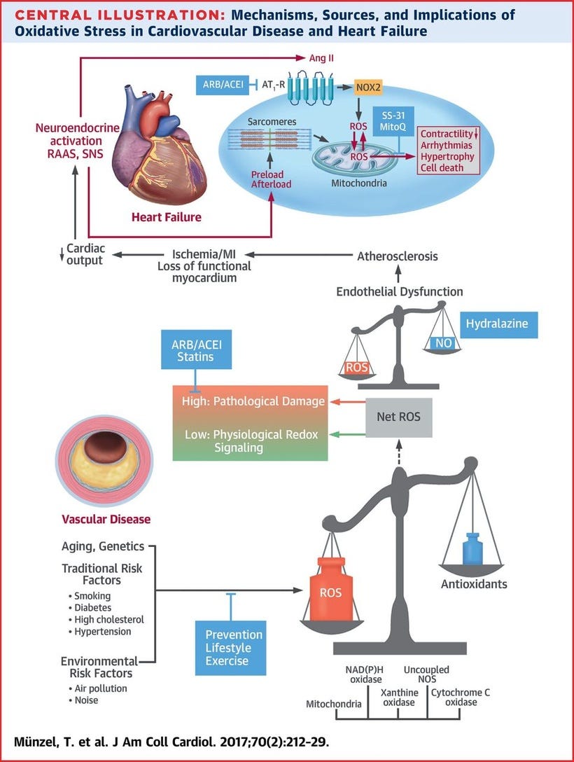 The Ultimate Guide to Sleep and Cardiovascular Health