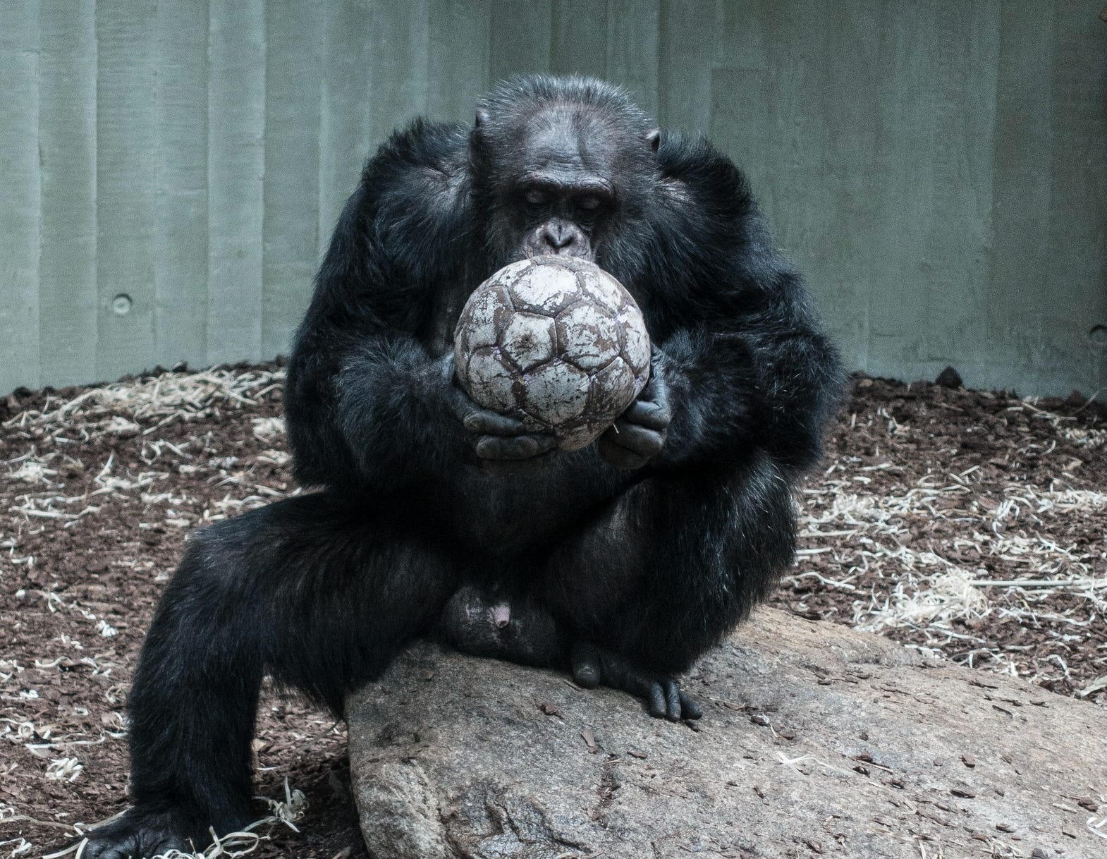 The Sulking Ape - by Neil Scott - The Crop