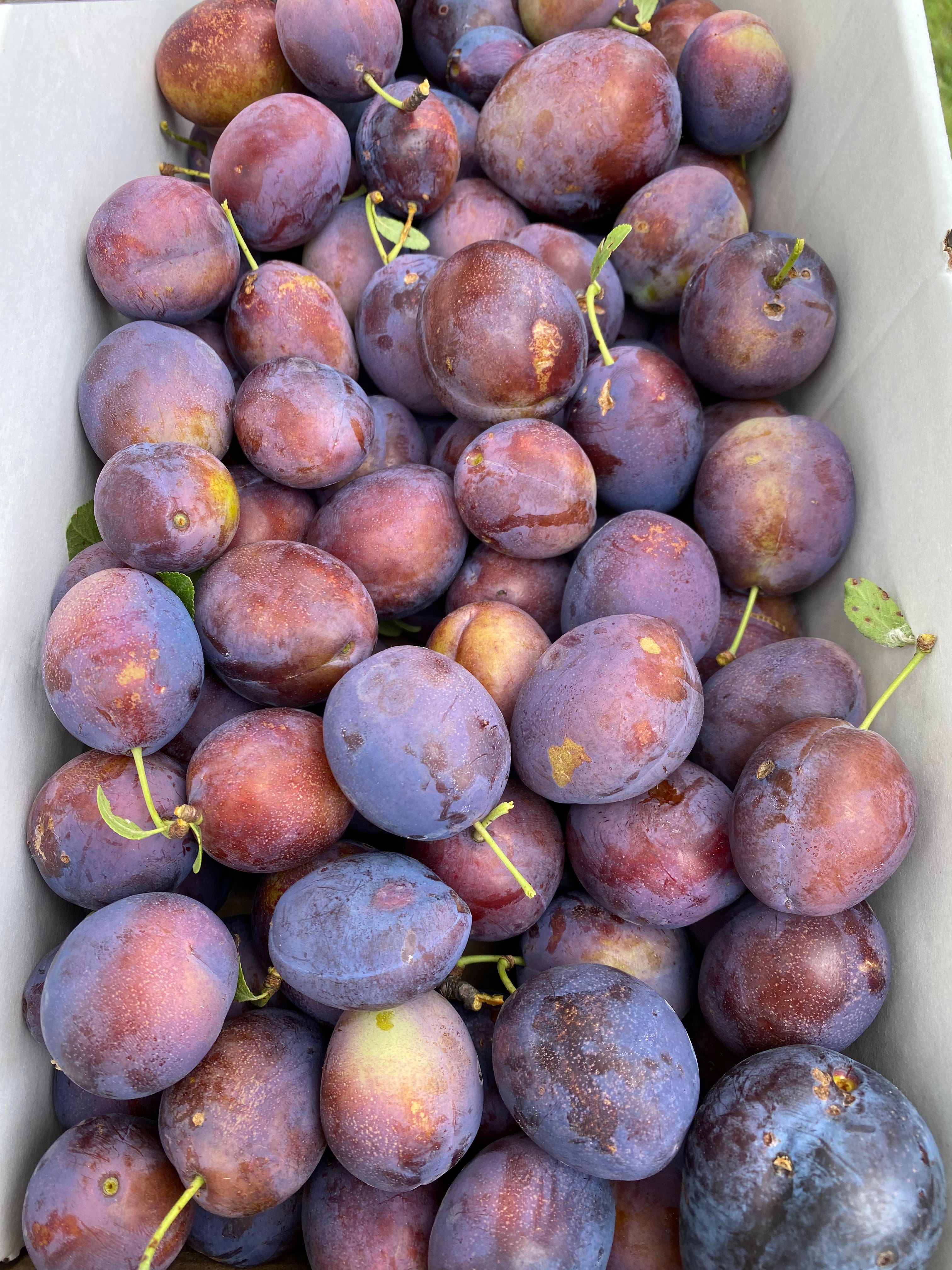 Issue #73: Feeding on Crumbs - by Mitchell Davis