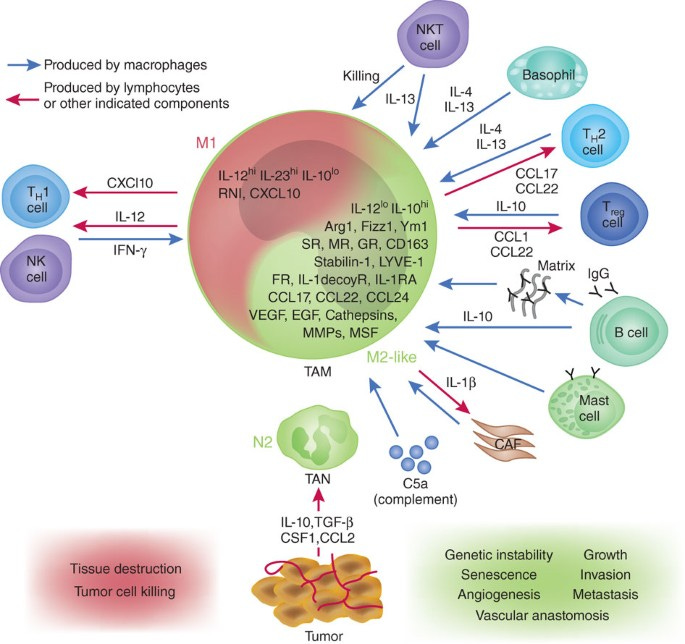 CAR-Macrophage: A New Candidate For Treatment of Solid Tumors