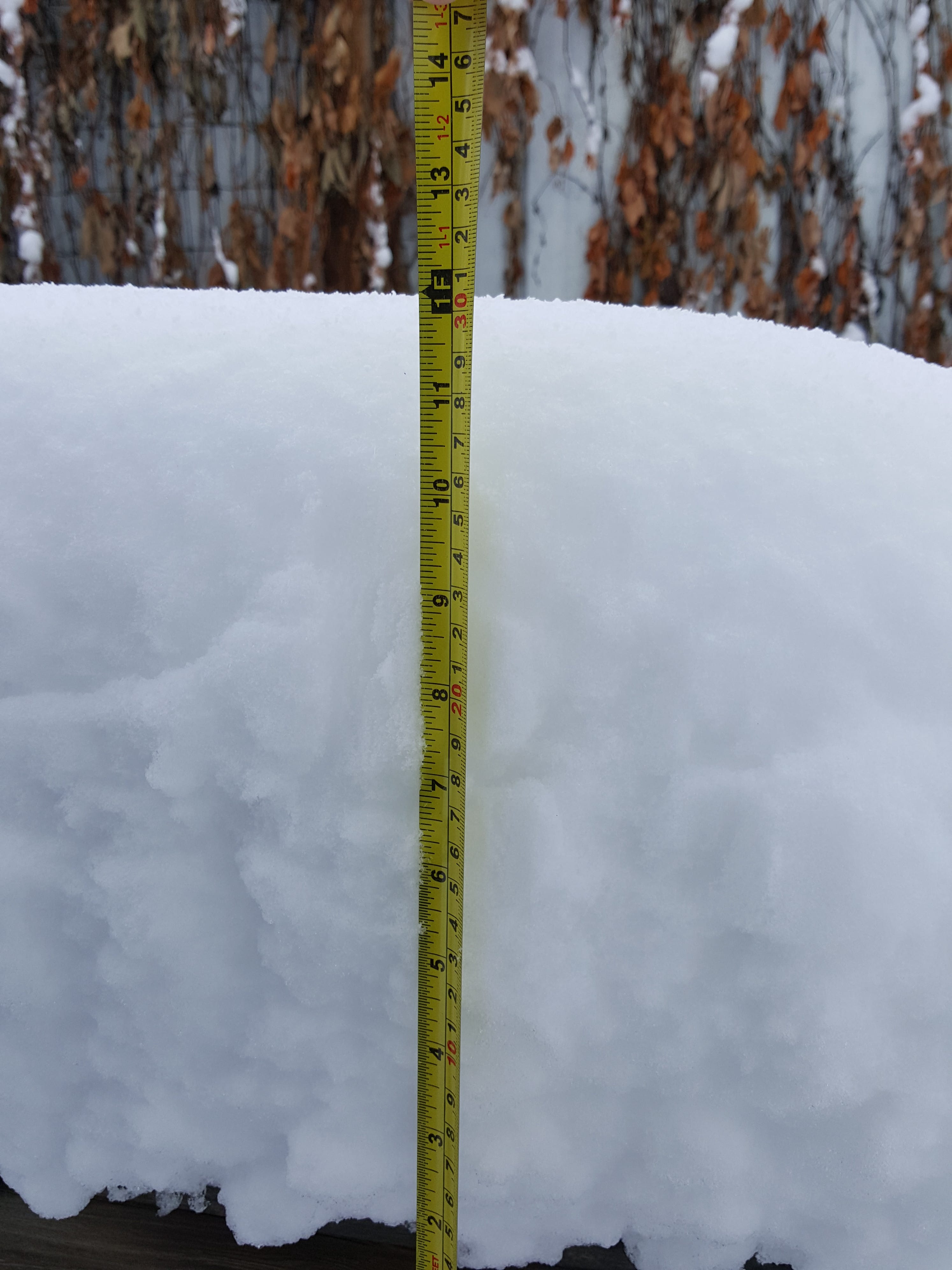 1 foot of Snow - by Dean Stewart - The Forager