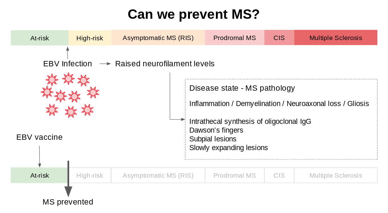 More evidence that EBV is the cause of MS