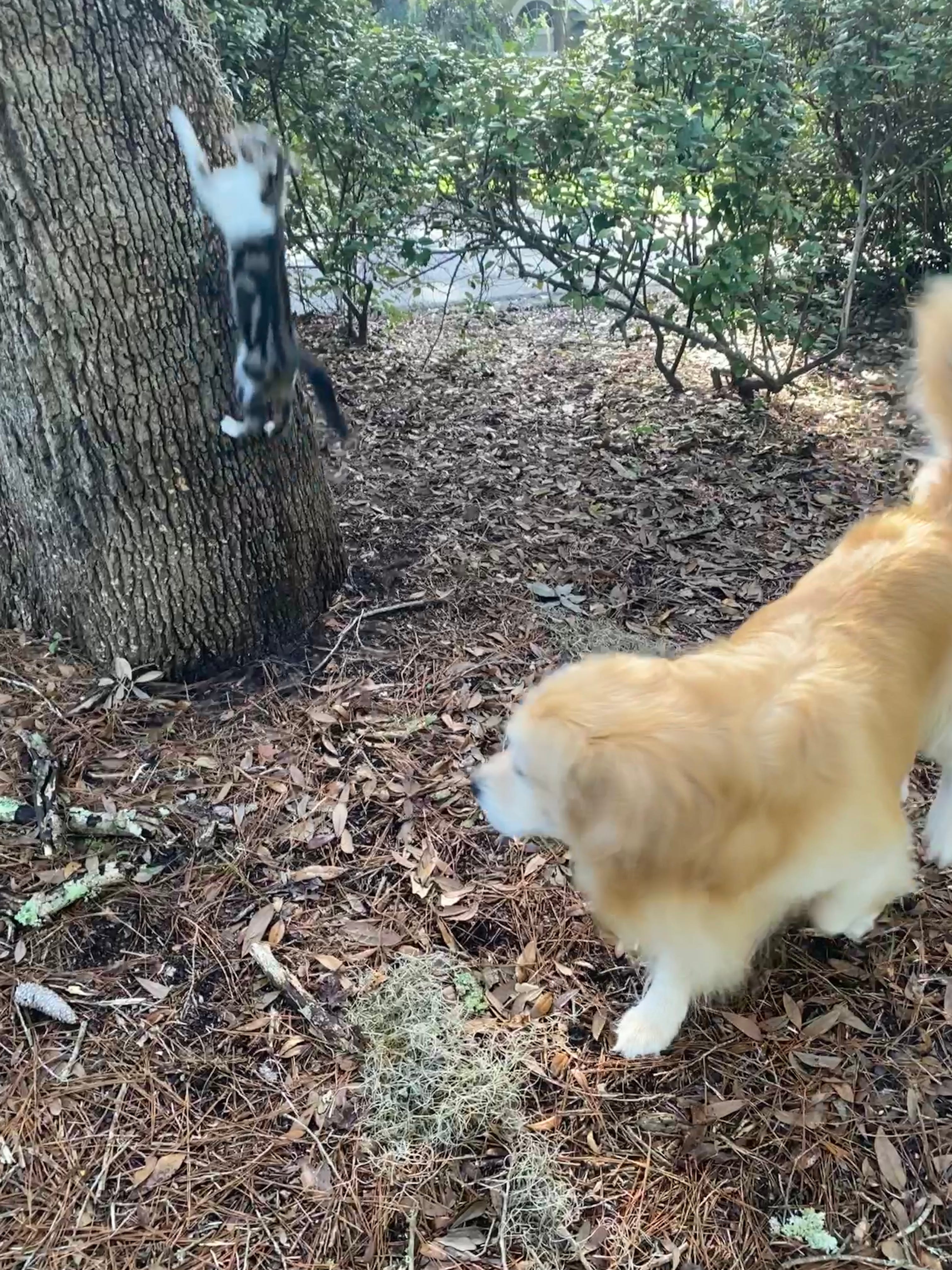 How to tree a cat. - by Nancy Mac - Iron Feather Tea