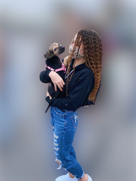 A boonie dog's new adventure in New Hampshire