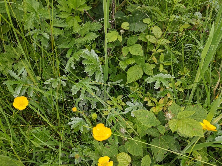 Silverweed Breeding Progress Report #2 - by A. Potentilla