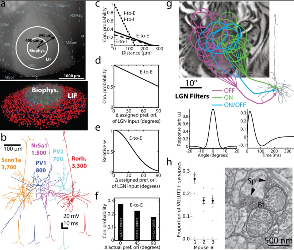 Biophysically Realistic Neuron Modeling In Layer Four Of Visual Cortex
