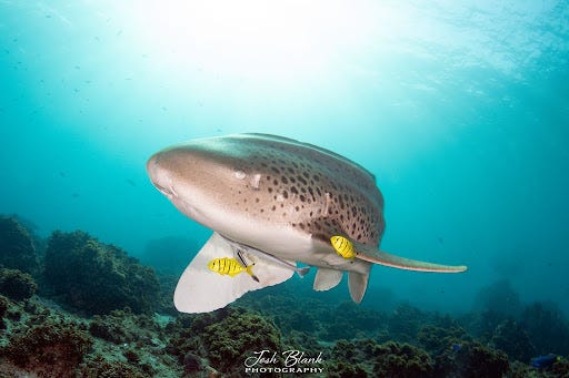 The Best Leopard Shark Dive in the World: Julian Rocks