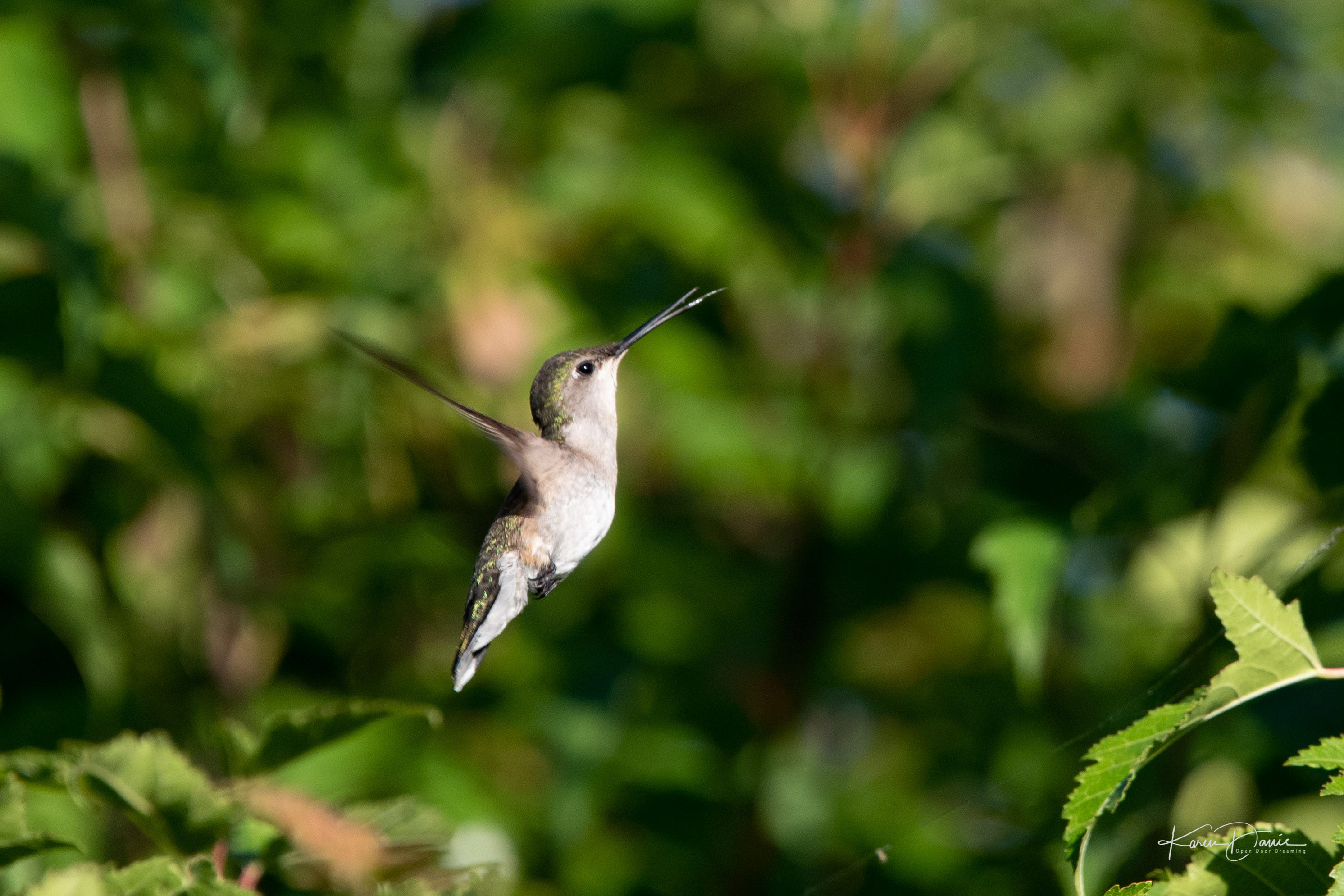 Step, Step, Step, Breathe - by Karen Davis