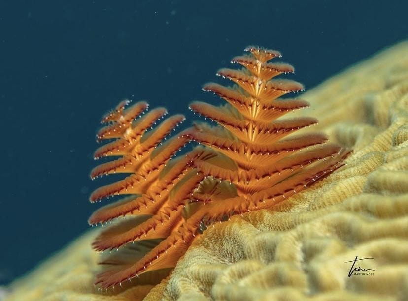 8 Simple Steps for Improving Your Underwater Macro Photography
