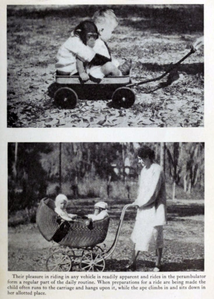 Experiment: Raising a Chimp As a Child - by George Eberhart