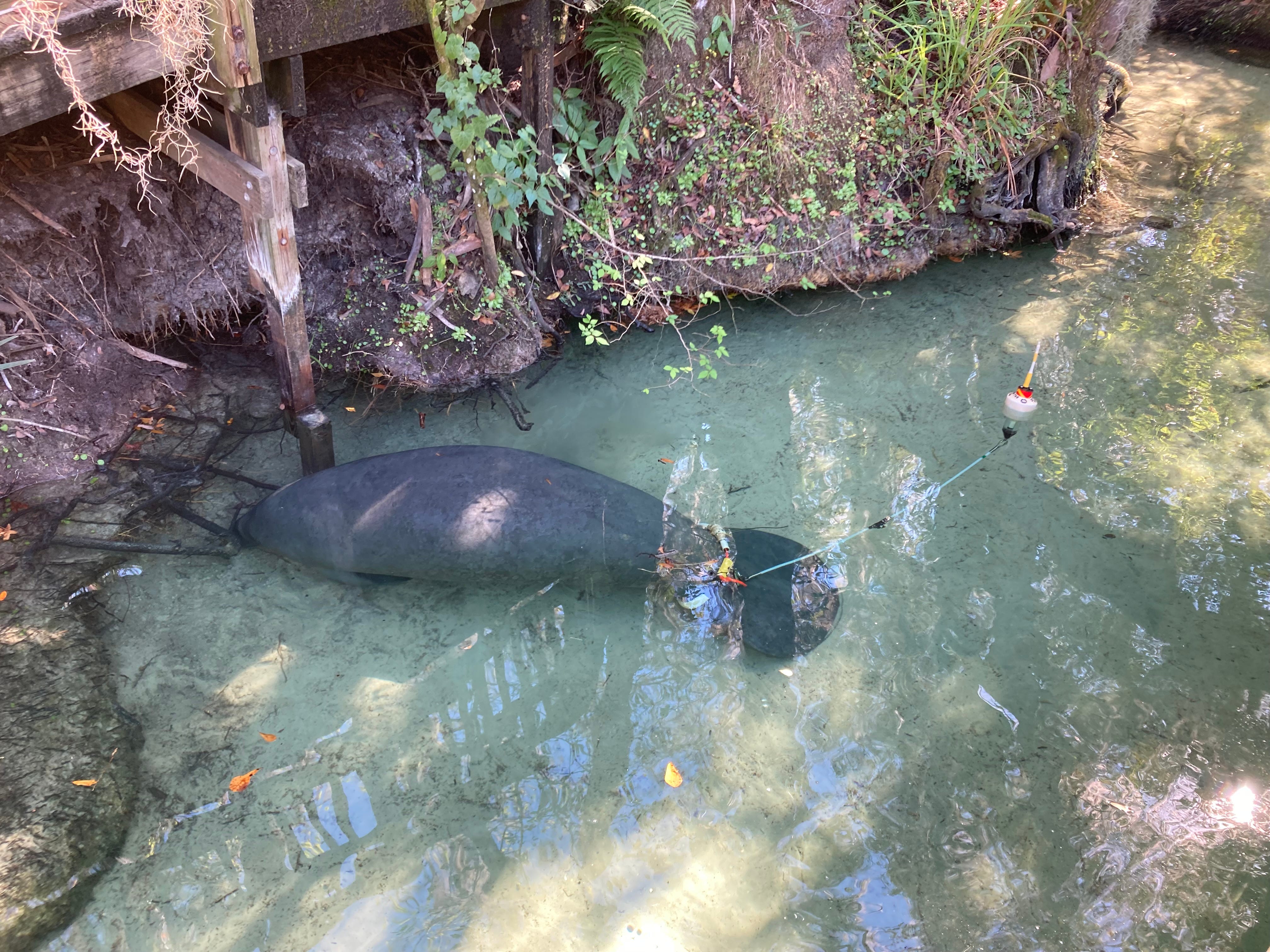 A Haven for Manatees - by Karen Mclaughlin - Florida-ology