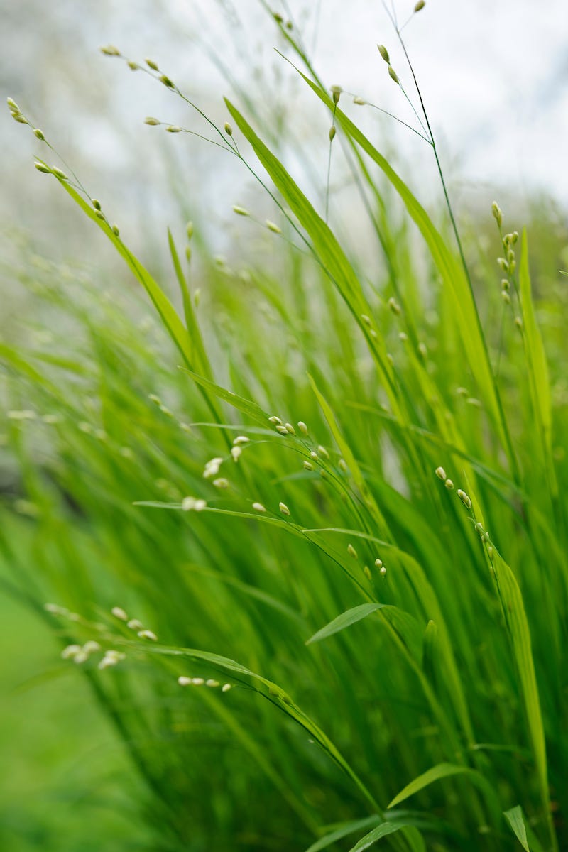 30 best plants from this week's RHS Chelsea flower show