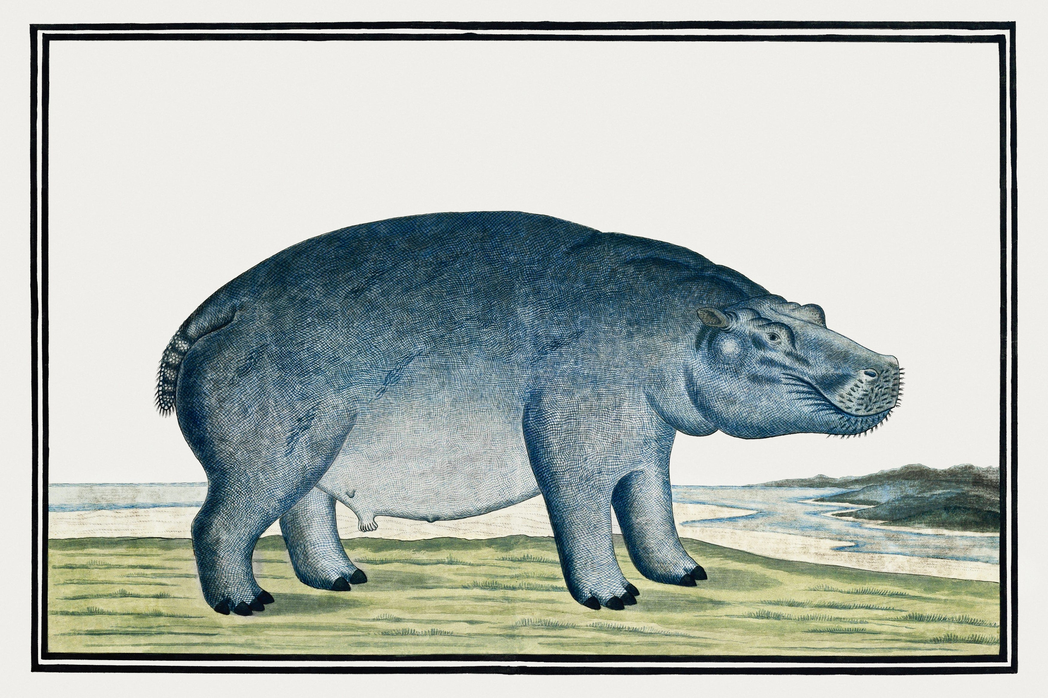 Hippopotamus - by Molly Wilders - Wonder Rooms