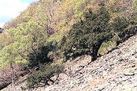 The death-defying Ice Age trees that are still alive in Cumbria