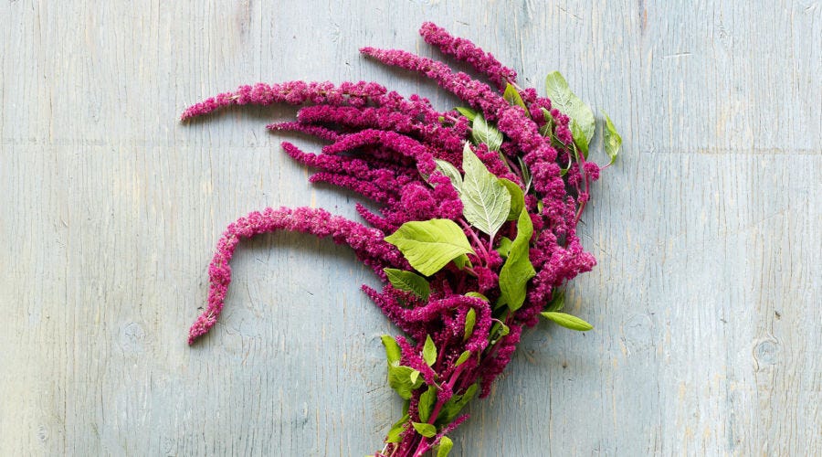 Daily Plant: Amaranth - by Kaelin - The Daily Plant