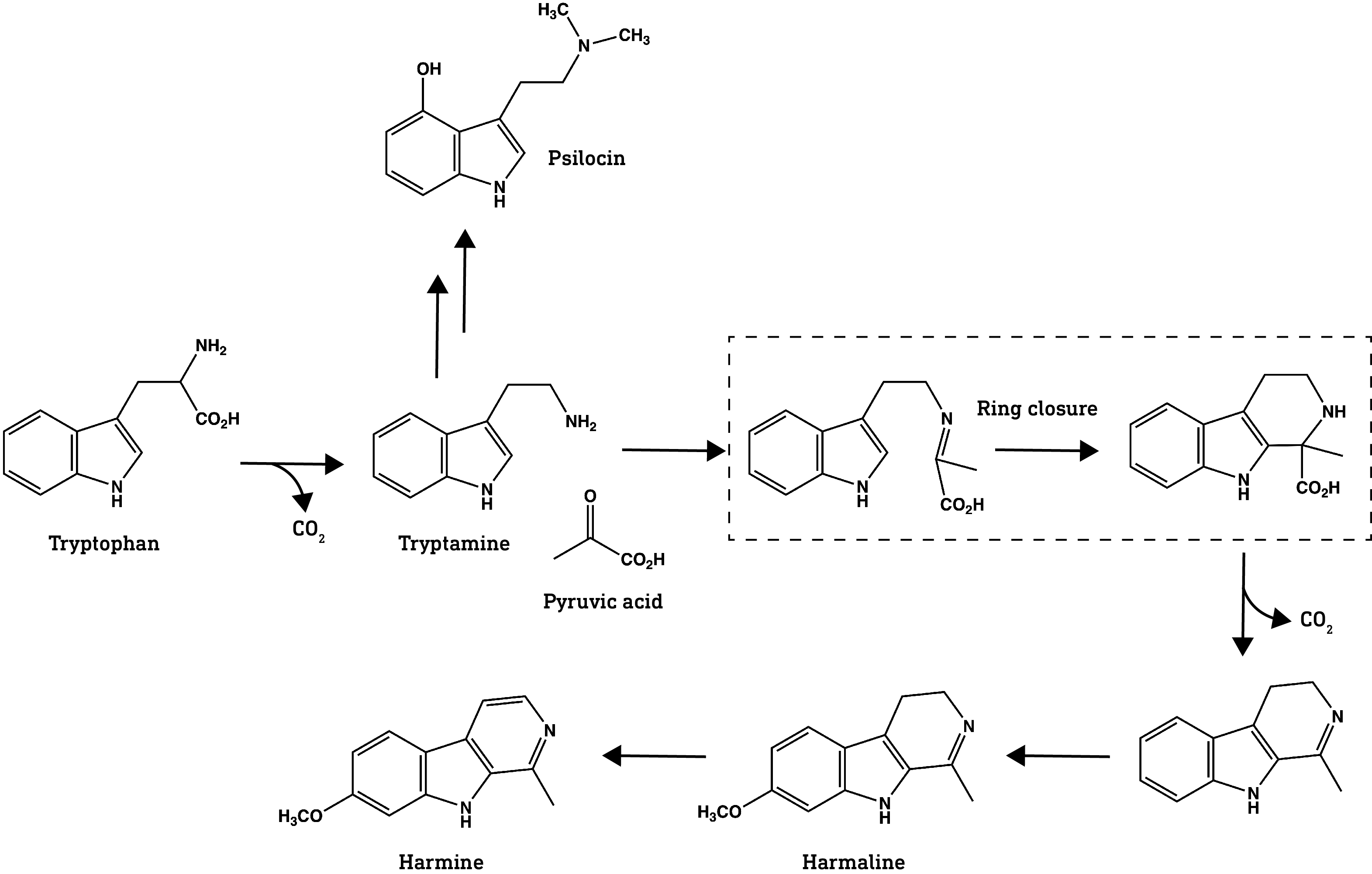 Do Different Psilocybe Mushrooms Produce Different Effects? — Part 3