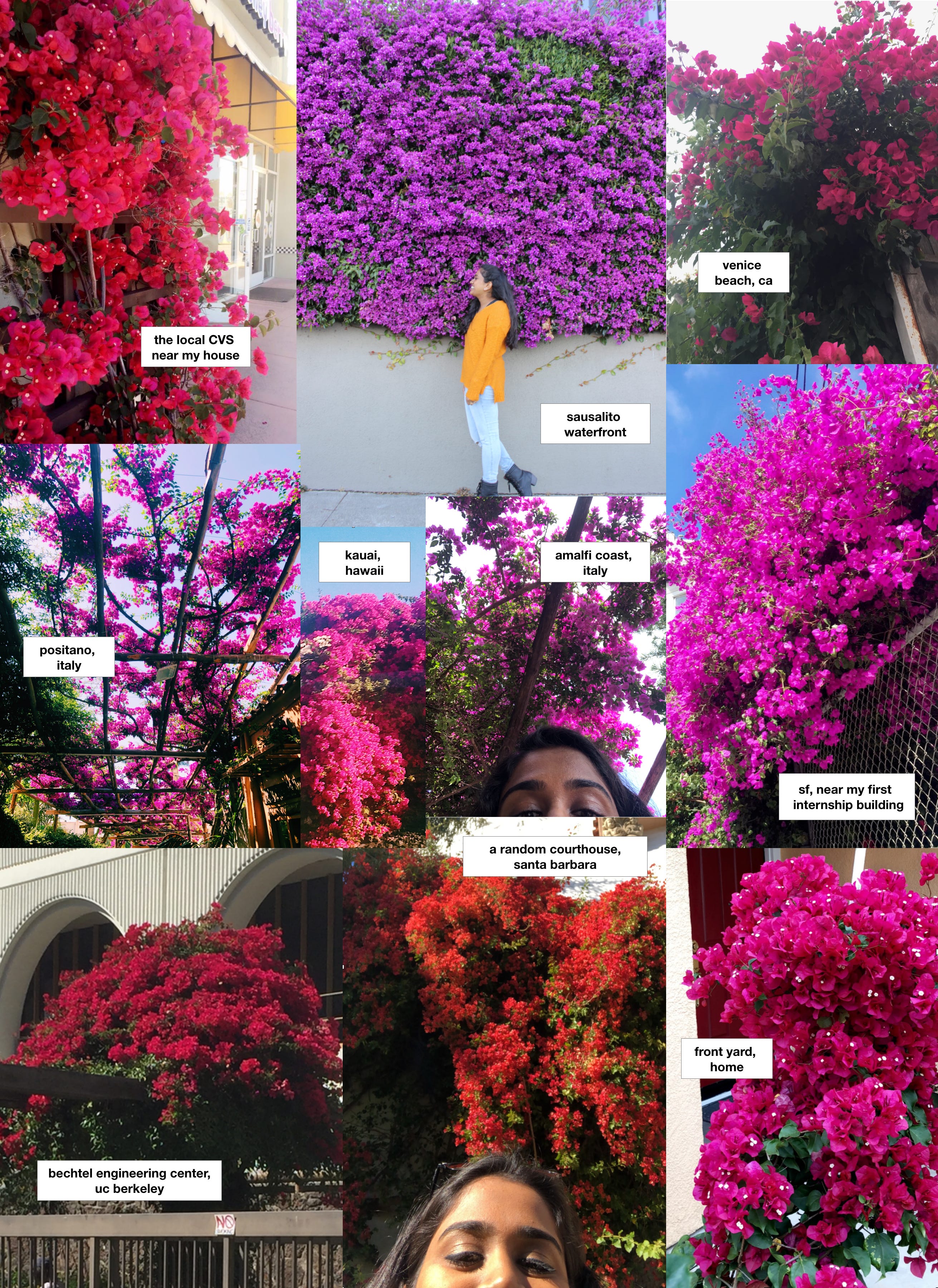10 Reasons Why I Love Bougainvilleas - Decidedly Divya