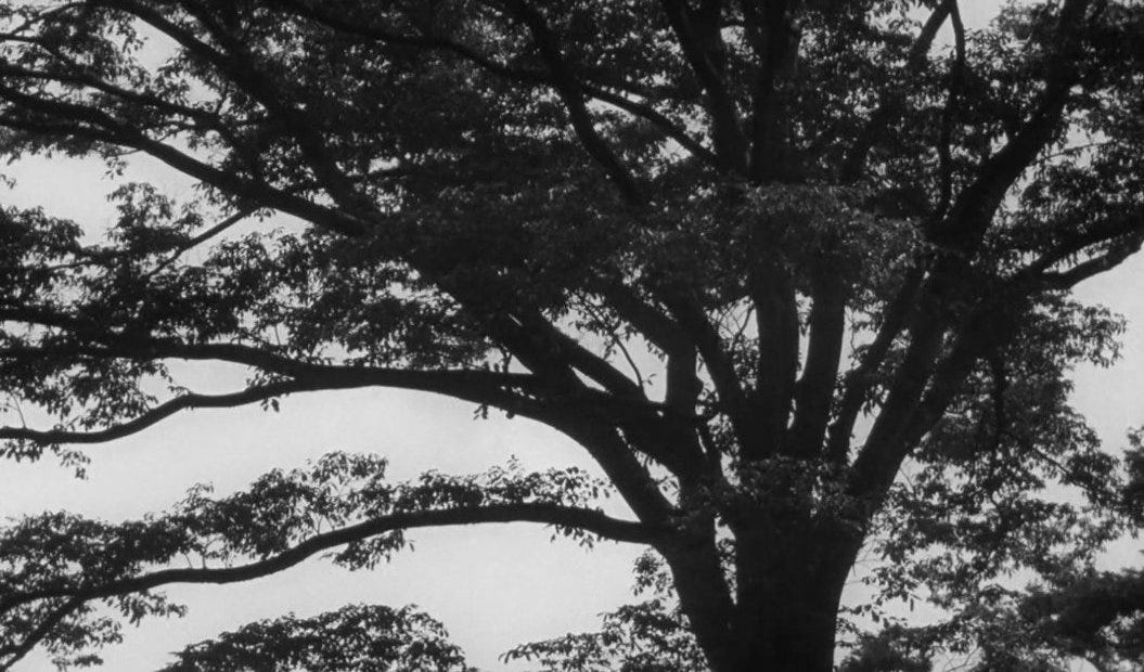 Branching Out - by Benedict Cryptofash