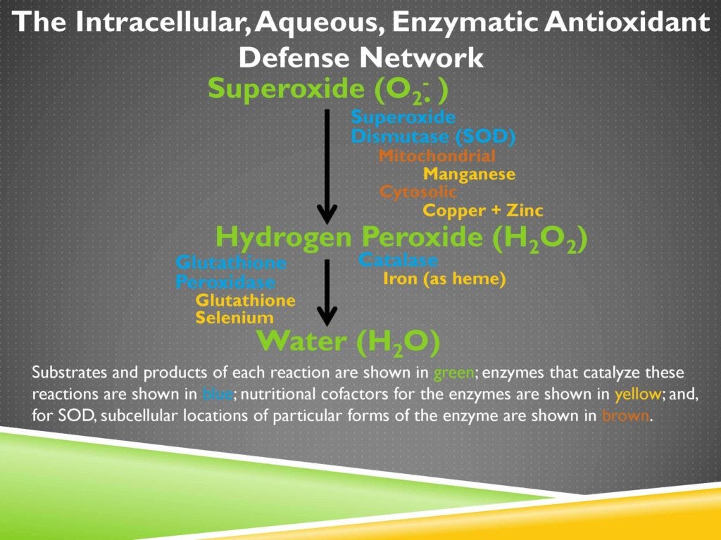 3. Introduction to the Antioxidant System