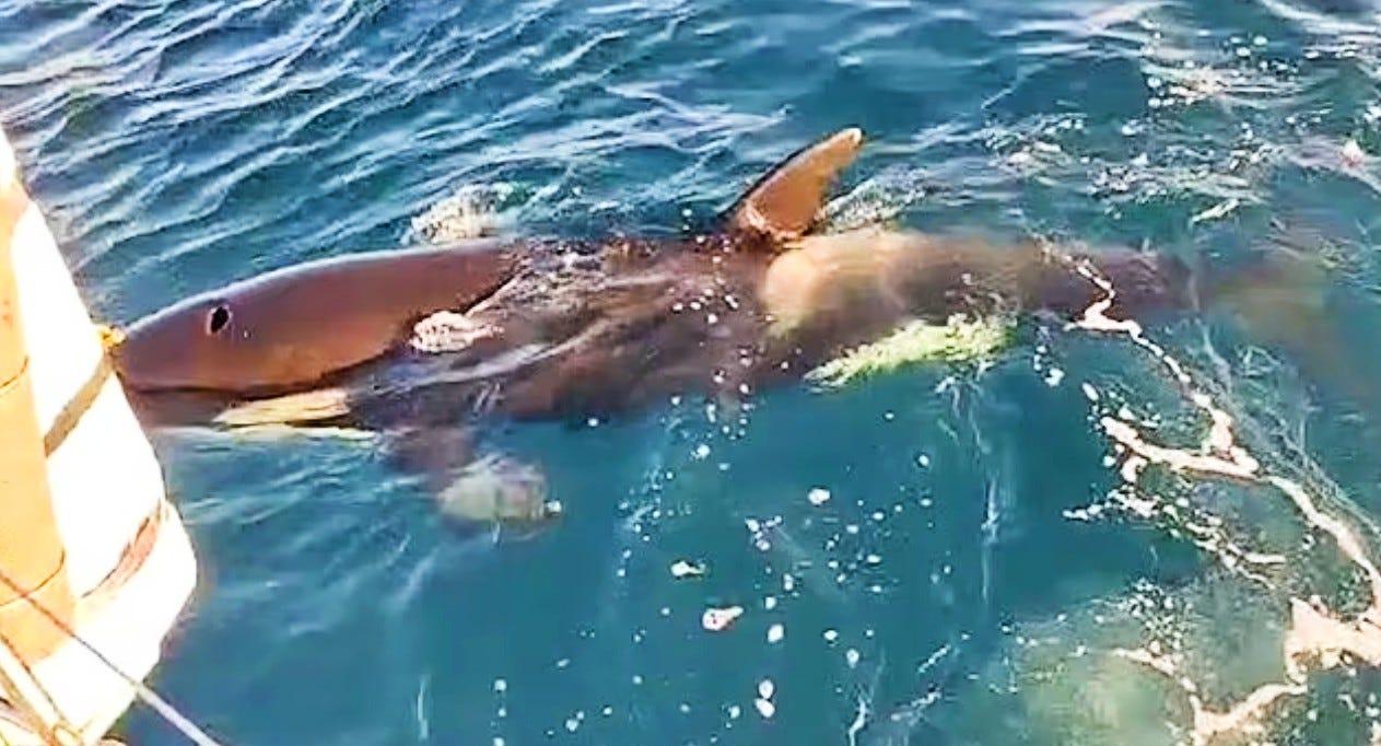 Orcas Damage 4 Boats in One Month - by Peter Swanson