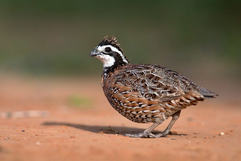 Northern bobwhite - by Boyce Upholt - southlands