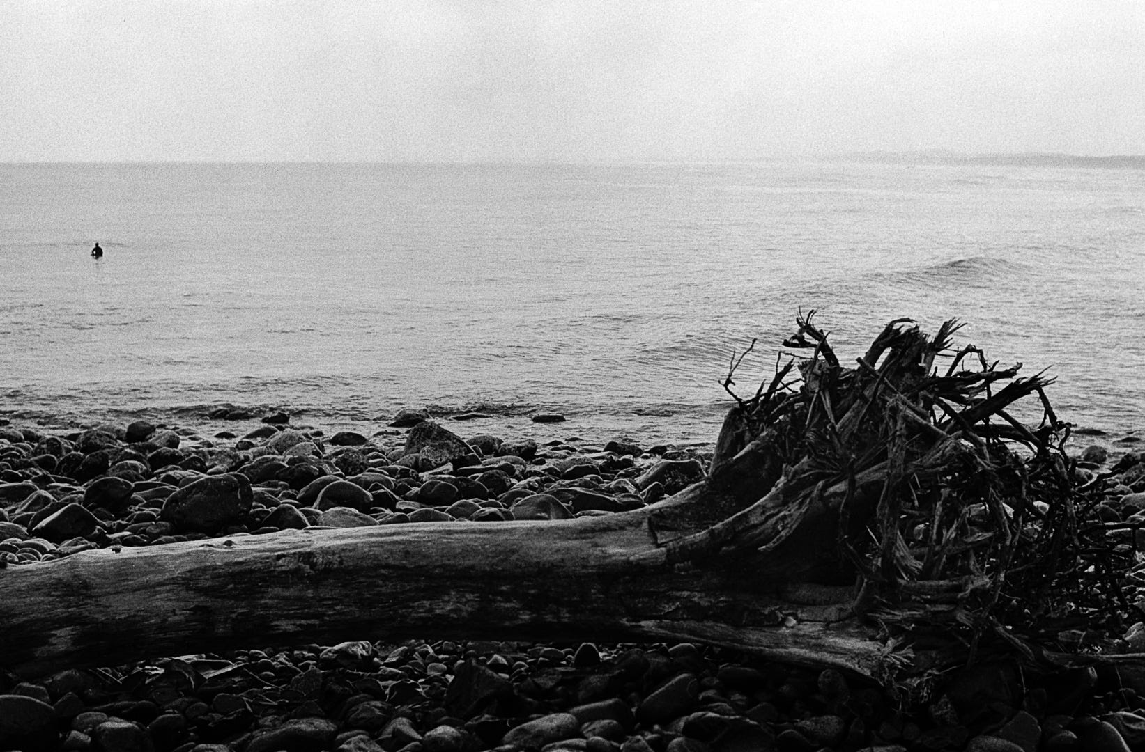 Fallen tree with surfer - by Leland Buck - Neutral Density