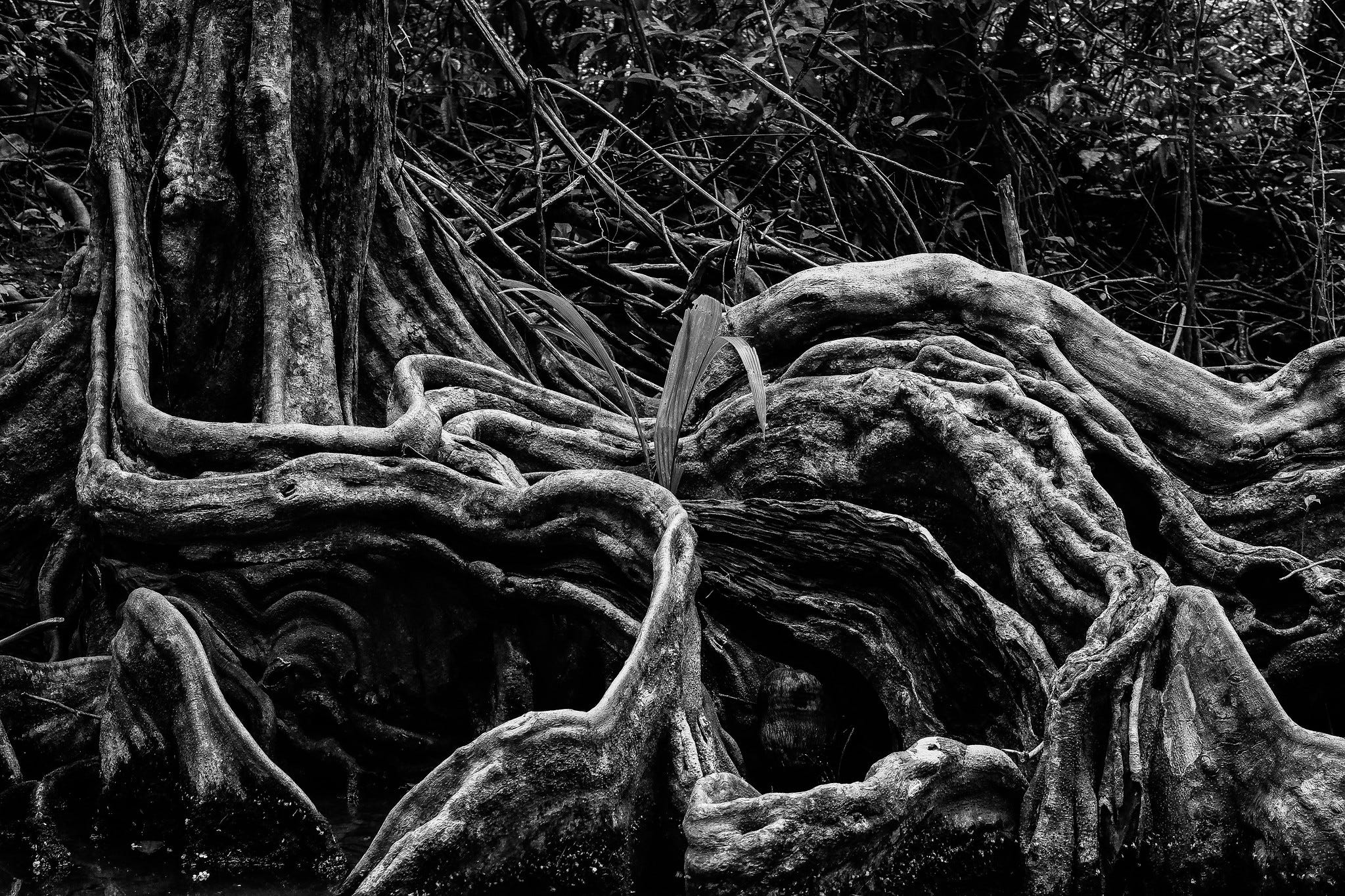 Seeking the Roots - by Julie Zhuo - The Looking Glass