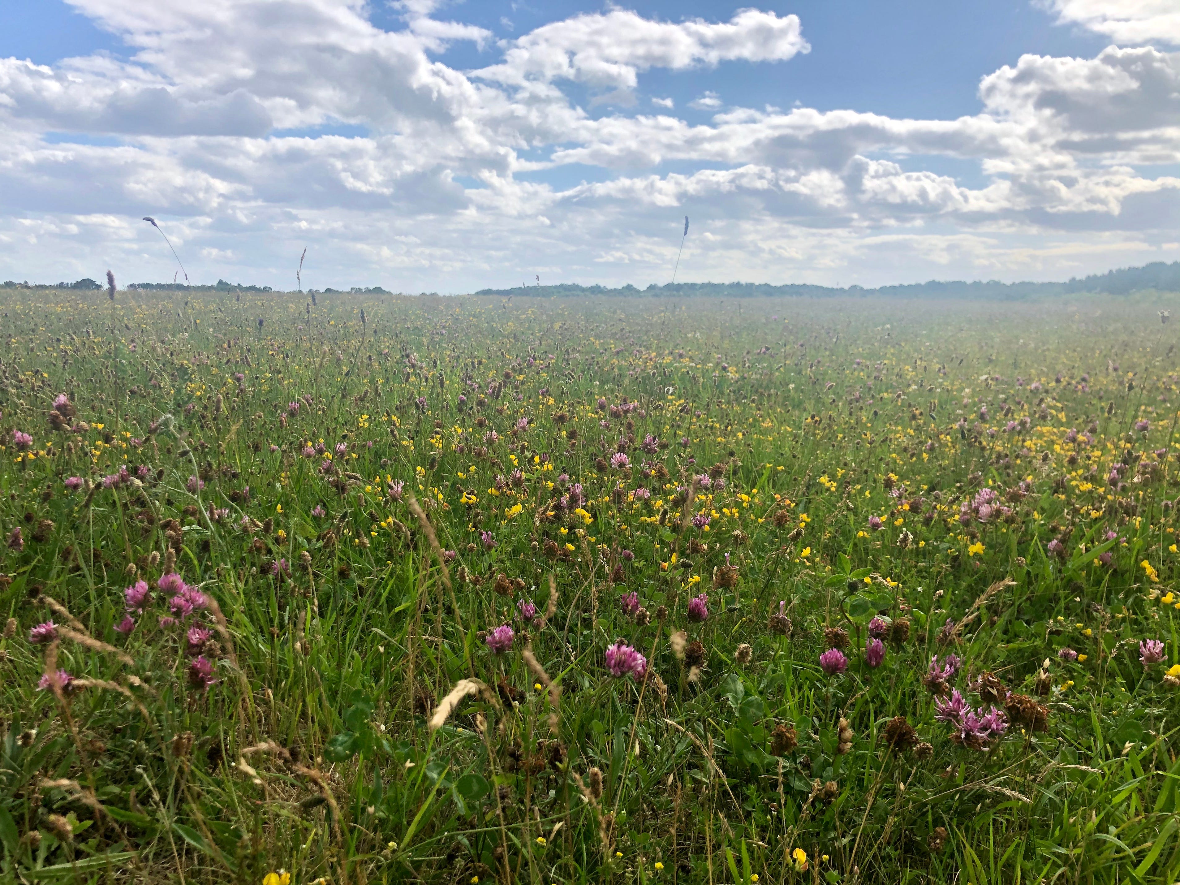 The battle to save Weekley Hall Woods reaches the council chamber