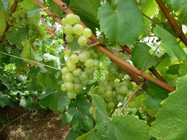 Grape Vines And Climate Change By Martin Crawford grape-vines-and-climate-change-by-martin-crawford