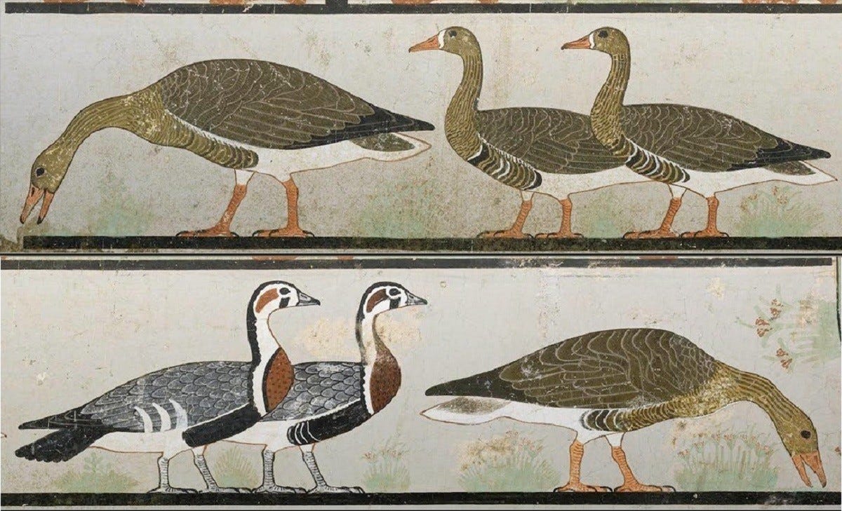 Especies invasoras 🐦 - by Beatriz Serrano - Massolit 101