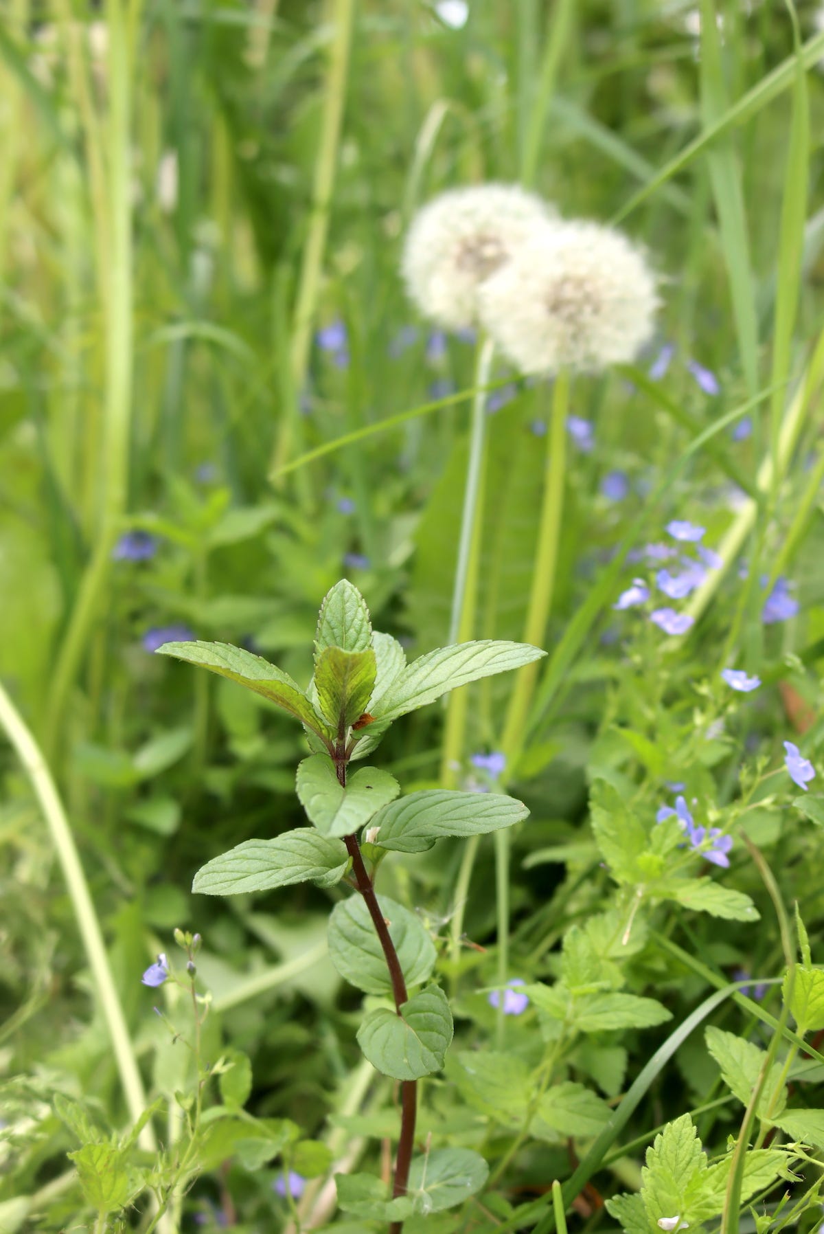 Edible Lawn Weeds - by Ashley Adamant