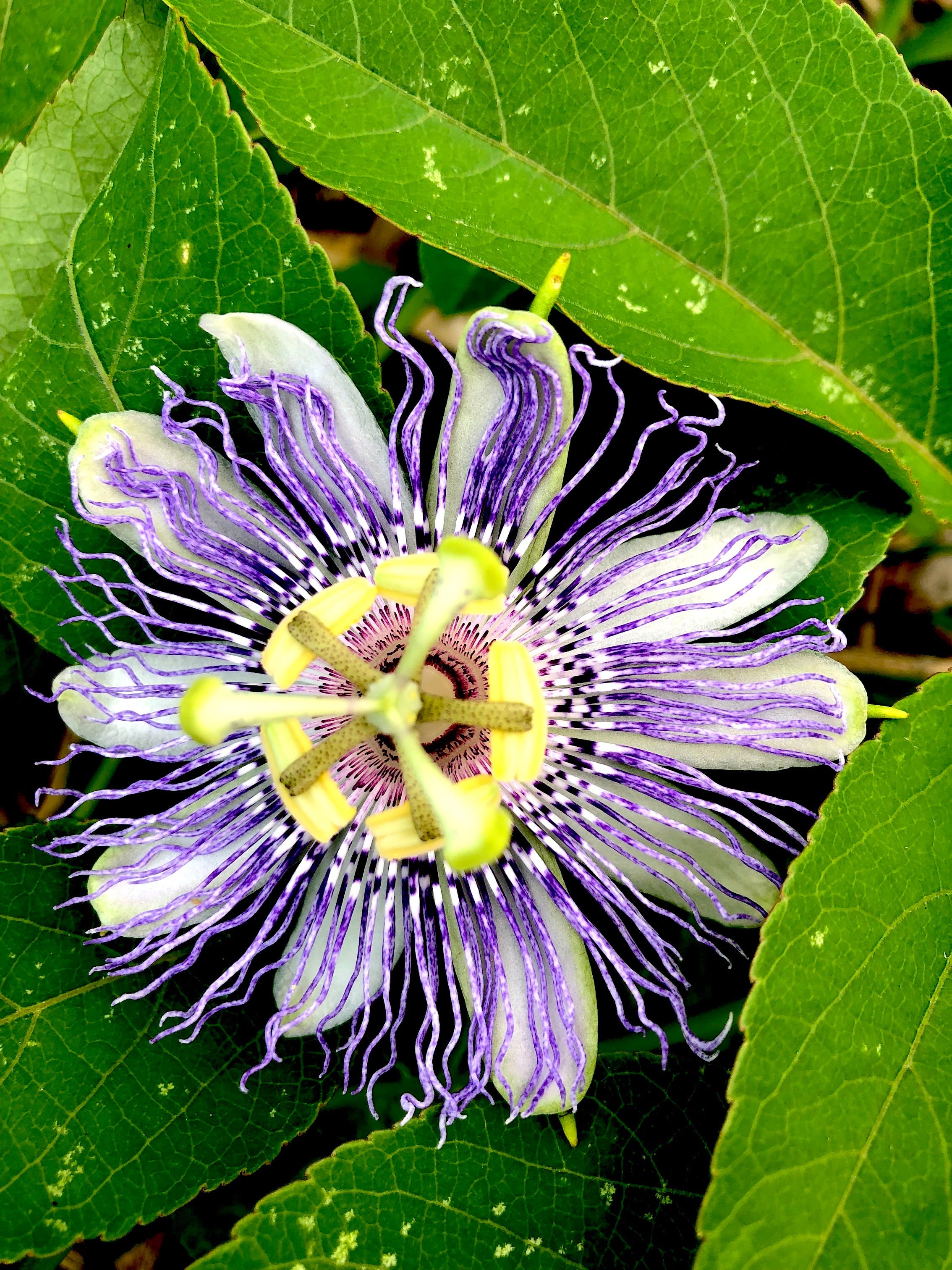 Maypop and persimmon: edible North American natives to plant this fall