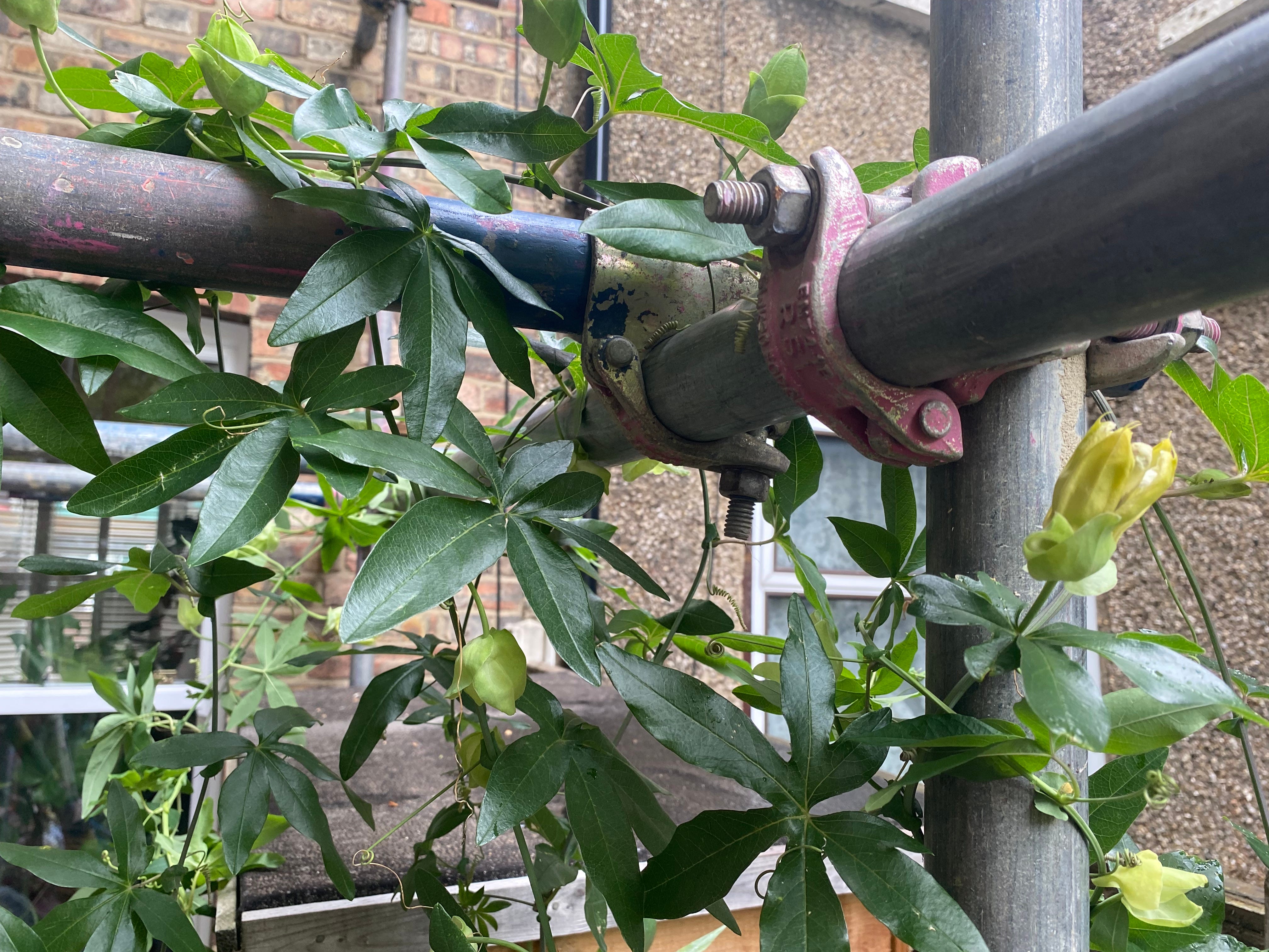 Gardening With Passion Flower By Dan Masoliver 3334