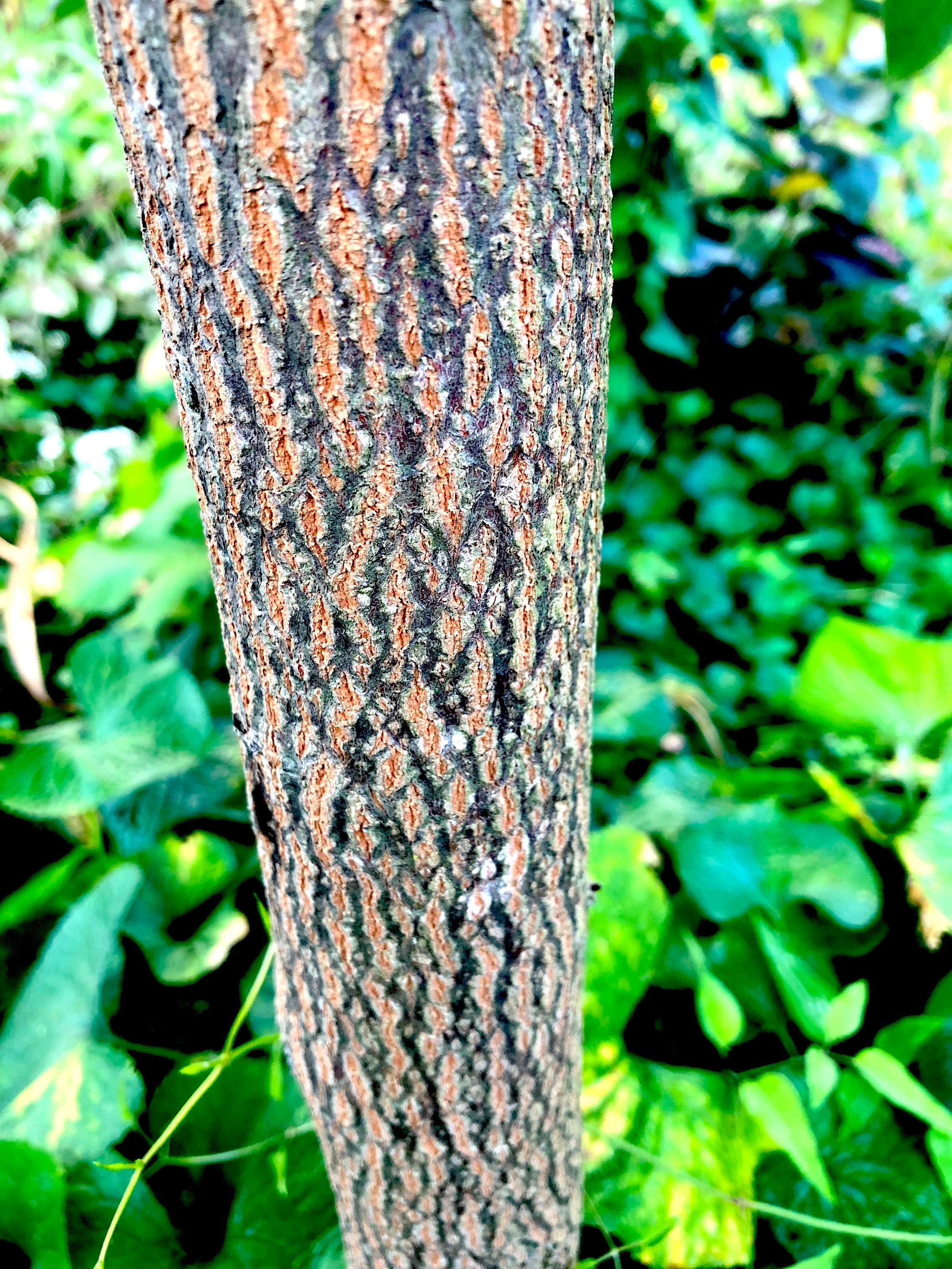 Maypop and persimmon: edible North American natives to plant this fall