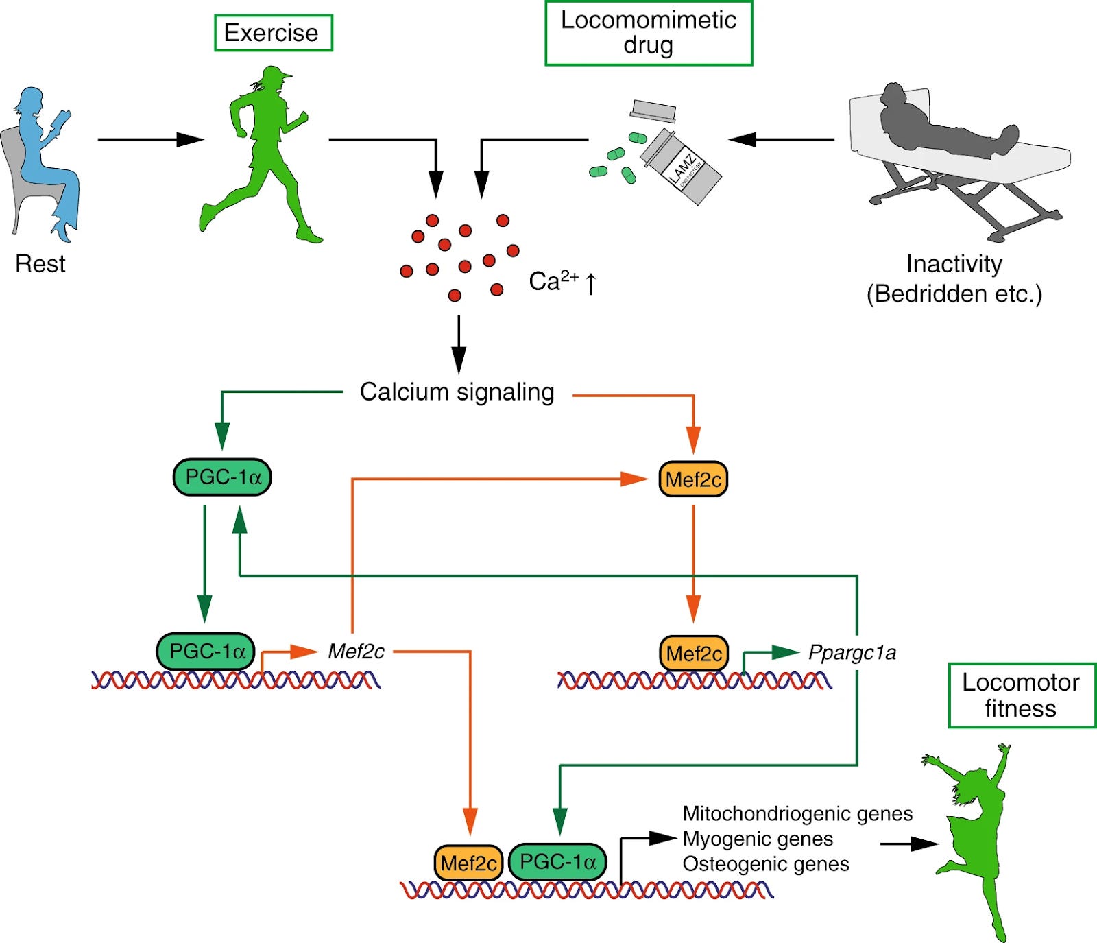 Physiology Friday #132: Exercise in a Pill?: Newly-identified "Workout ...