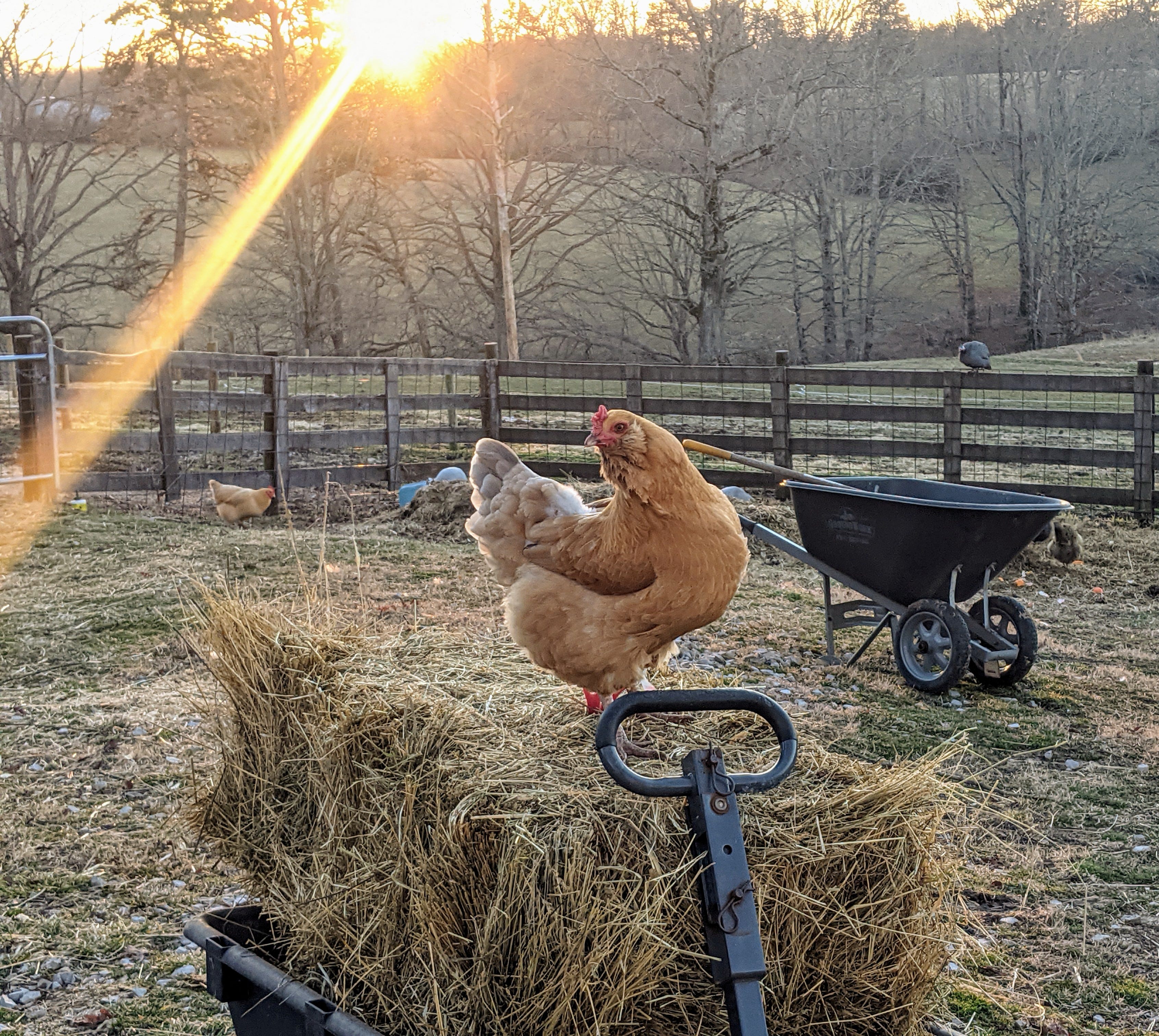 Hello, Spring Chickens! - by AC Shilton